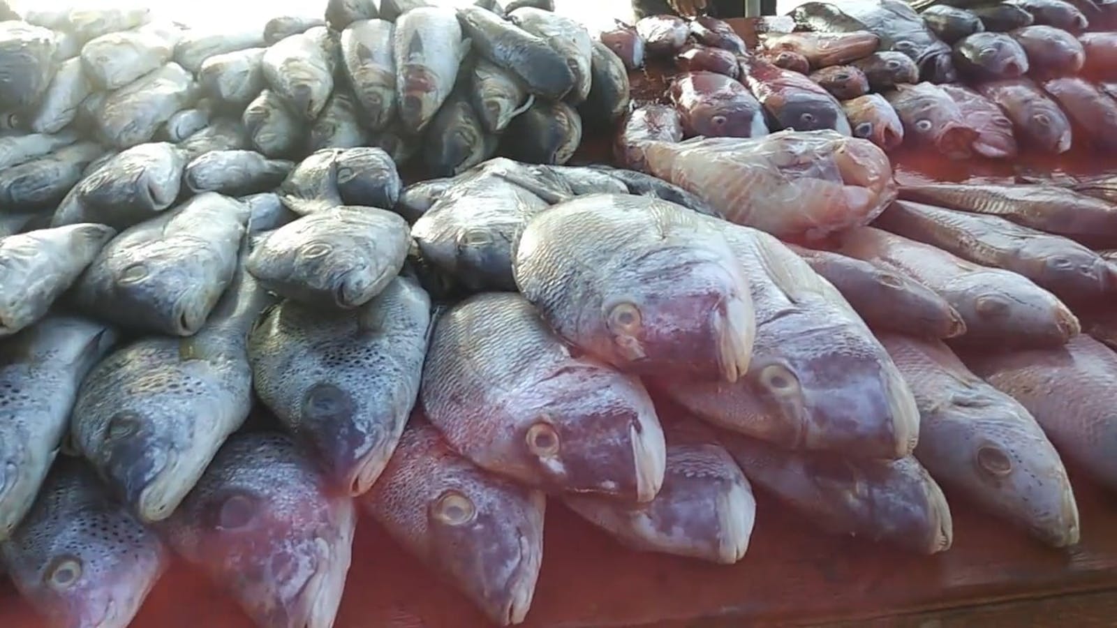 Fish Catching Videos, Download The BEST Free 4k Stock Video Footage ...