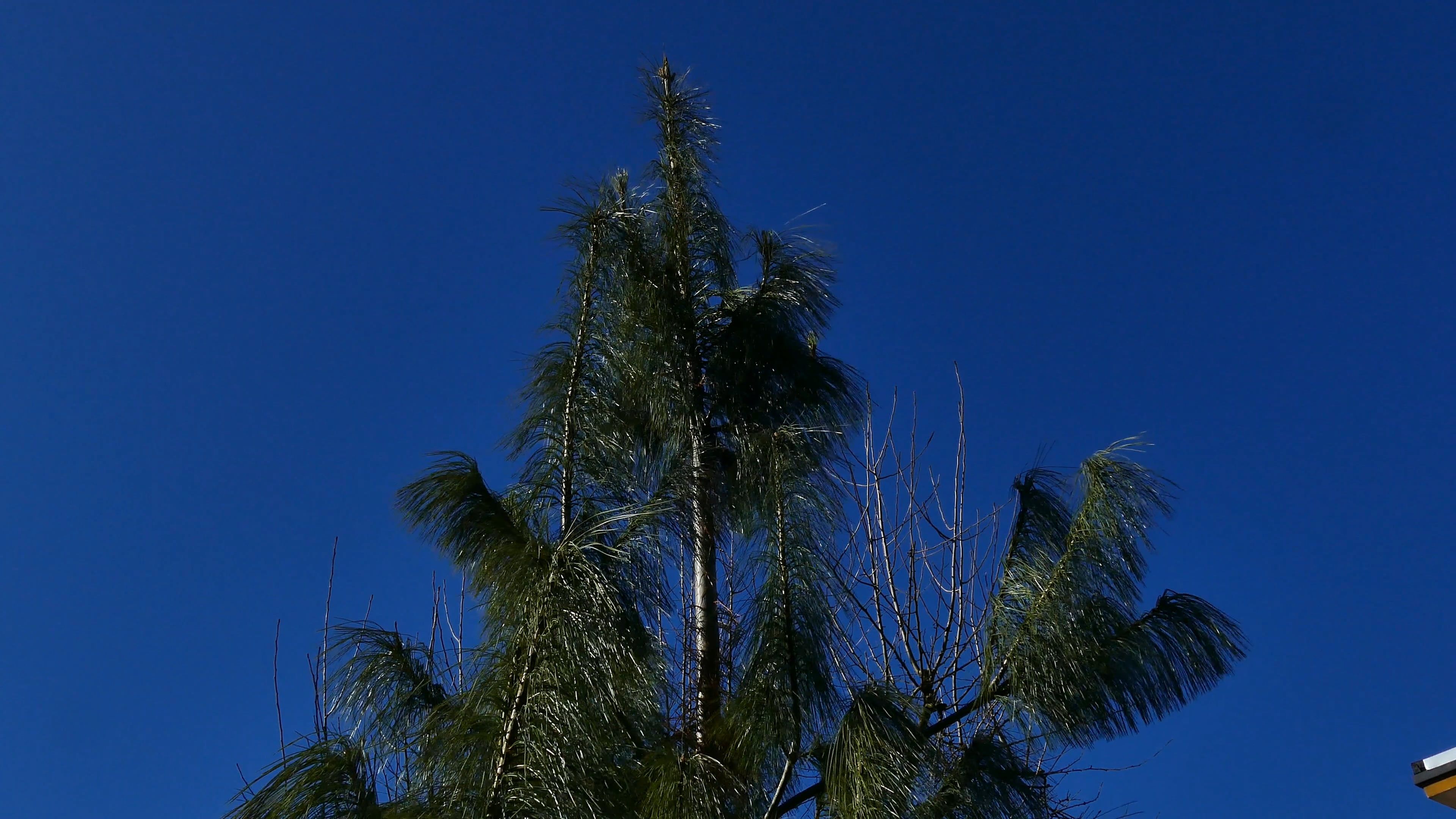 Wind Blowing at the Conifer Tree · Free Stock Video
