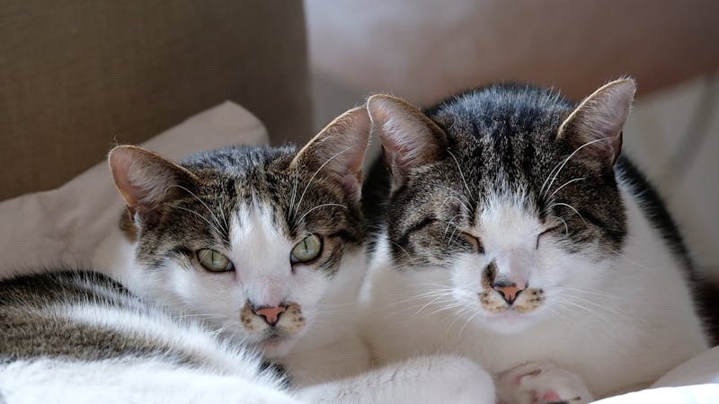 Cats Videos, Download The BEST Free 4k Stock Video Footage & Cats HD ...