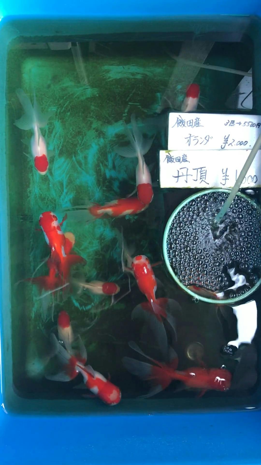 Koi Video Videos, Download The BEST Free 4k Stock Video Footage & Koi ...