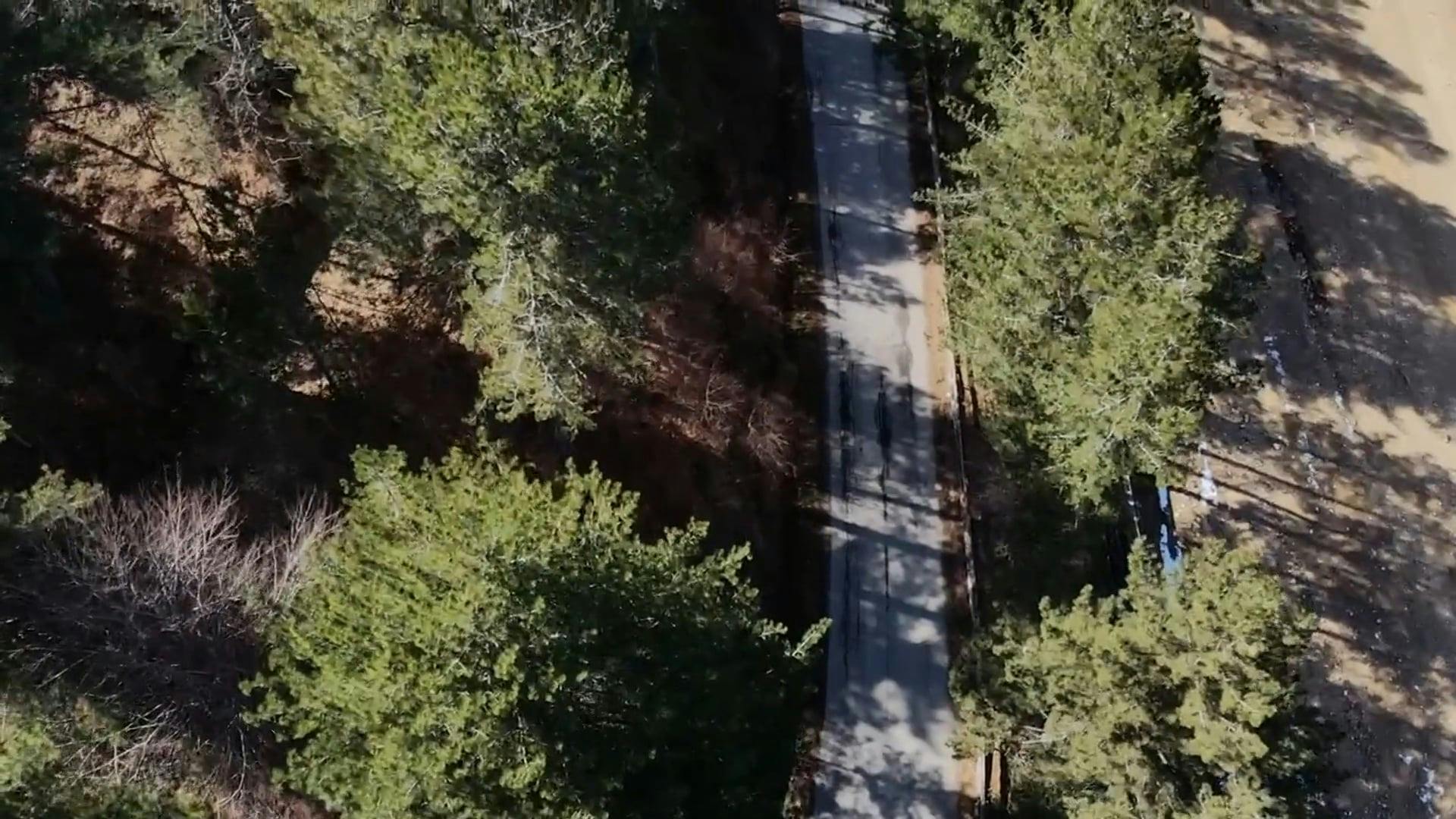 Echidna Crossing Road in Forest Free Stock Video Footage, Royalty-Free ...