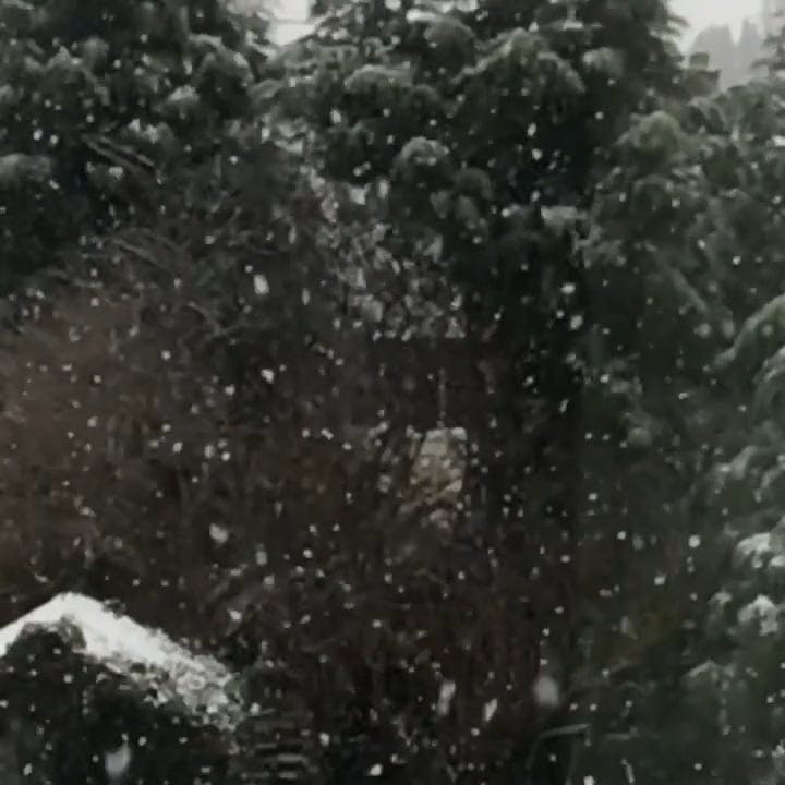 Snow Falling Video Free Stock Video Footage, Royalty-Free 4K & HD Video ...