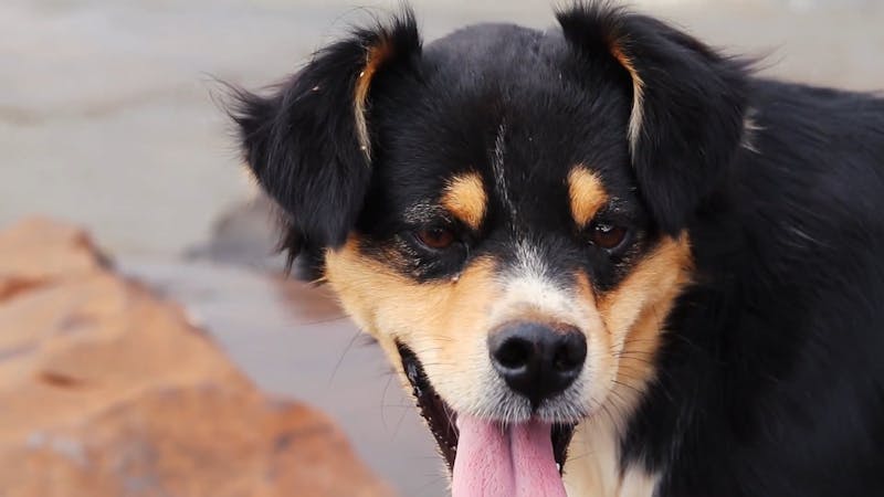 Cachorro+Cruzando+Com+Uma+Mulher Videos, Download The BEST Free 4k ...