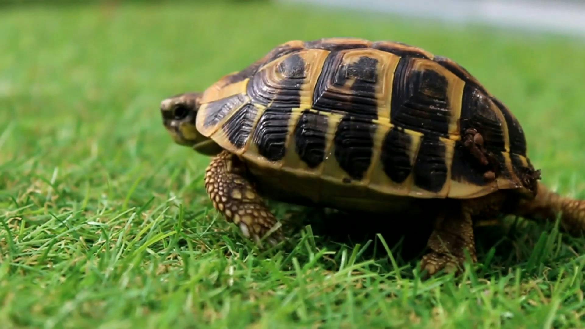 A Tortoise Crawling on the Grass Free Stock Video Footage, Royalty-Free ...