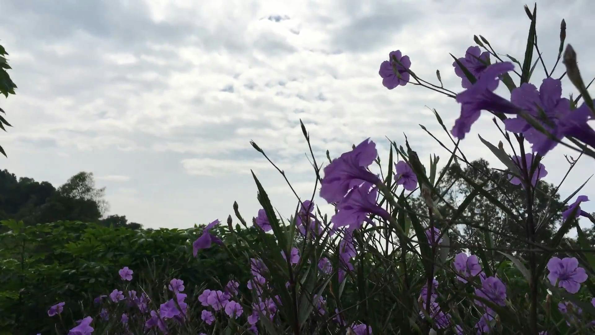 Peter Wail Videos, Download The BEST Free 4k Stock Video Footage ...