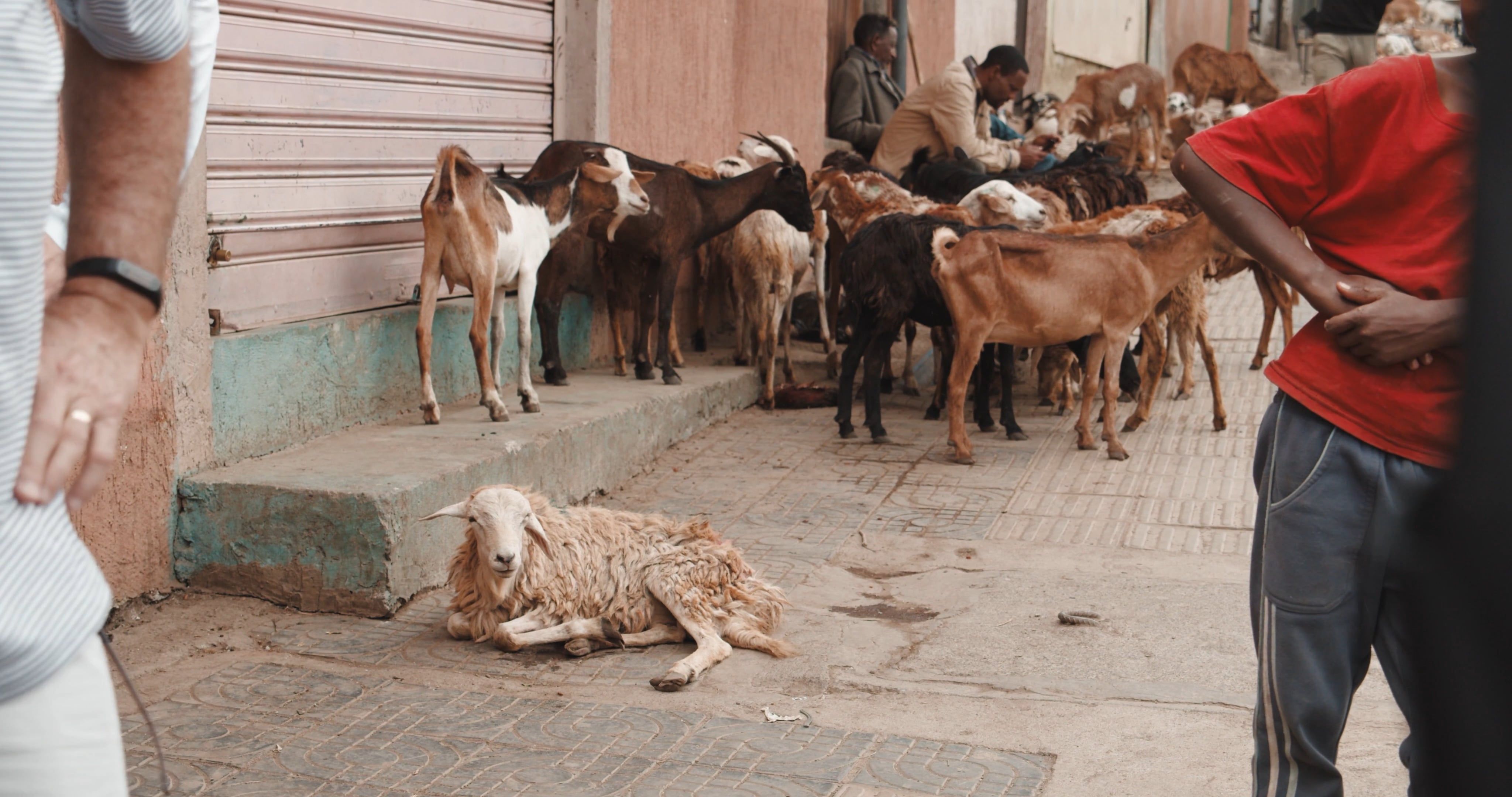 Herd of Goat on a Street Free Stock Video Footage, Royalty-Free 4K & HD ...