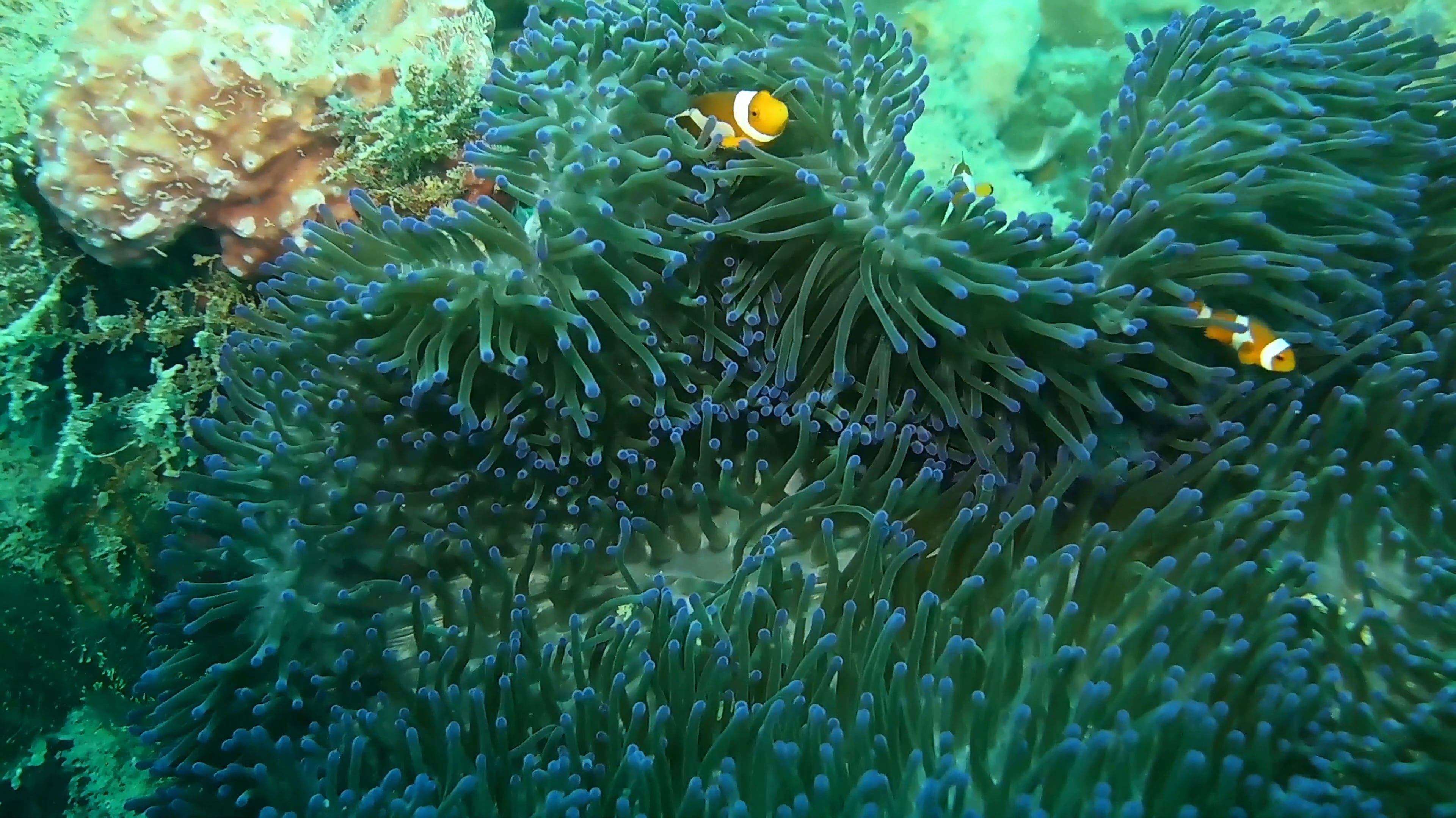 Fishes Hiding on Corals Free Stock Video Footage, Royalty-Free 4K & HD ...