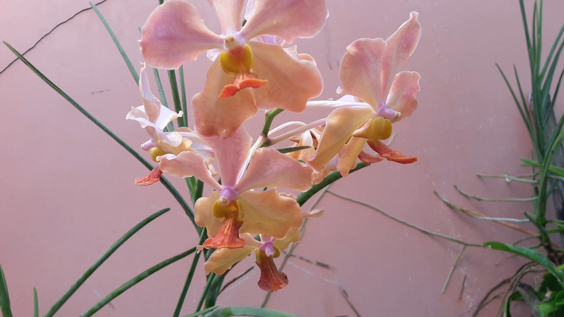 Closeup Video of a Flower Free Stock Video Footage, Royalty-Free 4K ...