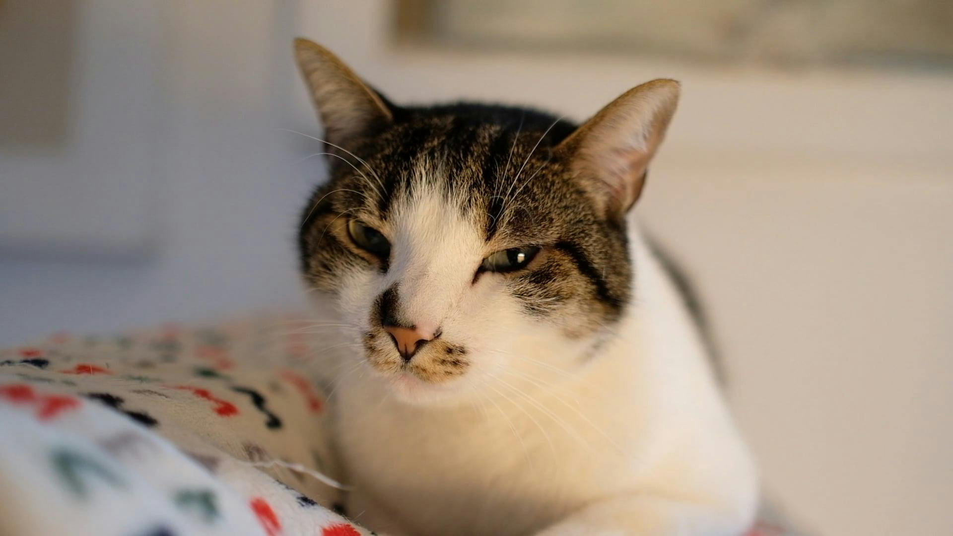 Cat Break Videos, Download The BEST Free 4k Stock Video Footage & Cat Break HD Video Clips