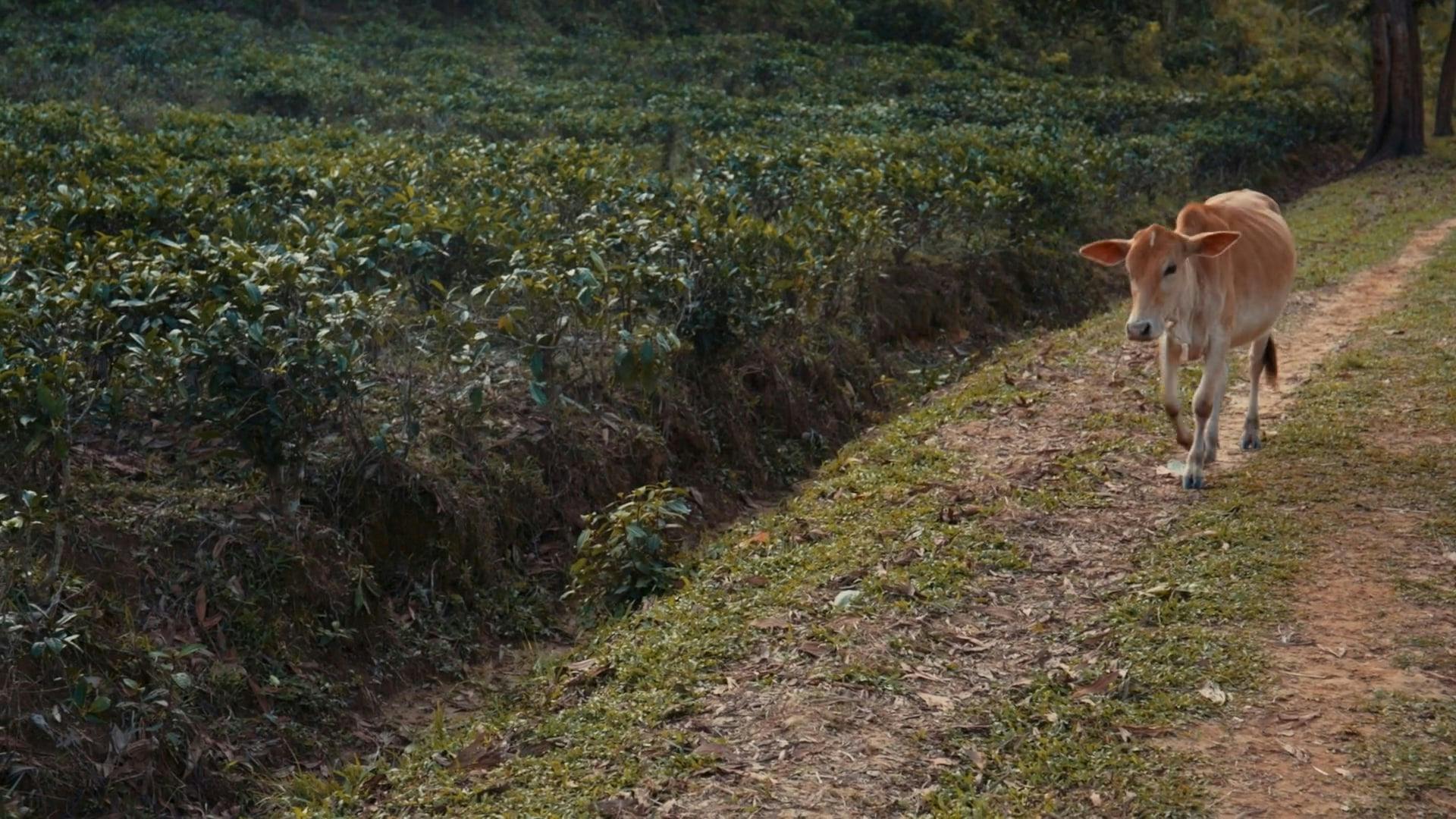 A Calf Walking Free Stock Video Footage, Royalty-Free 4K & HD Video Clip