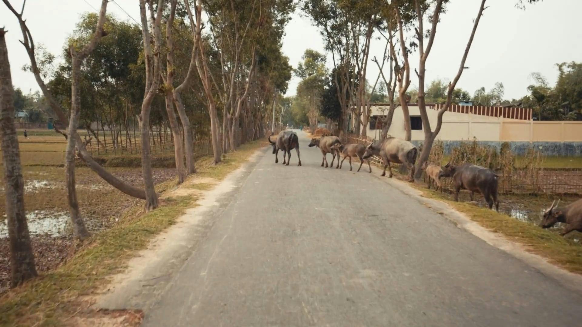Video of Animals Crossing the Street Free Stock Video Footage, Royalty ...