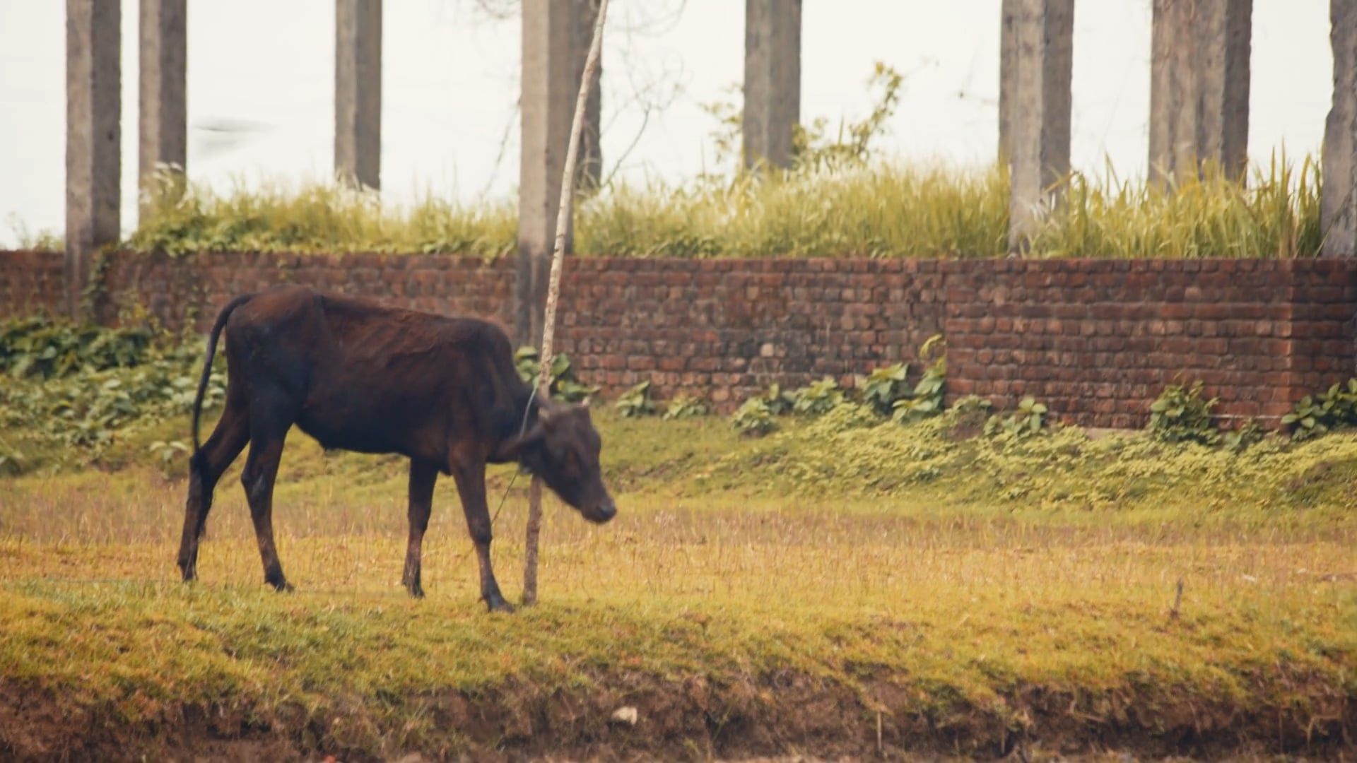 Calf Scratching its Head on a Tree Trunk Free Stock Video Footage ...