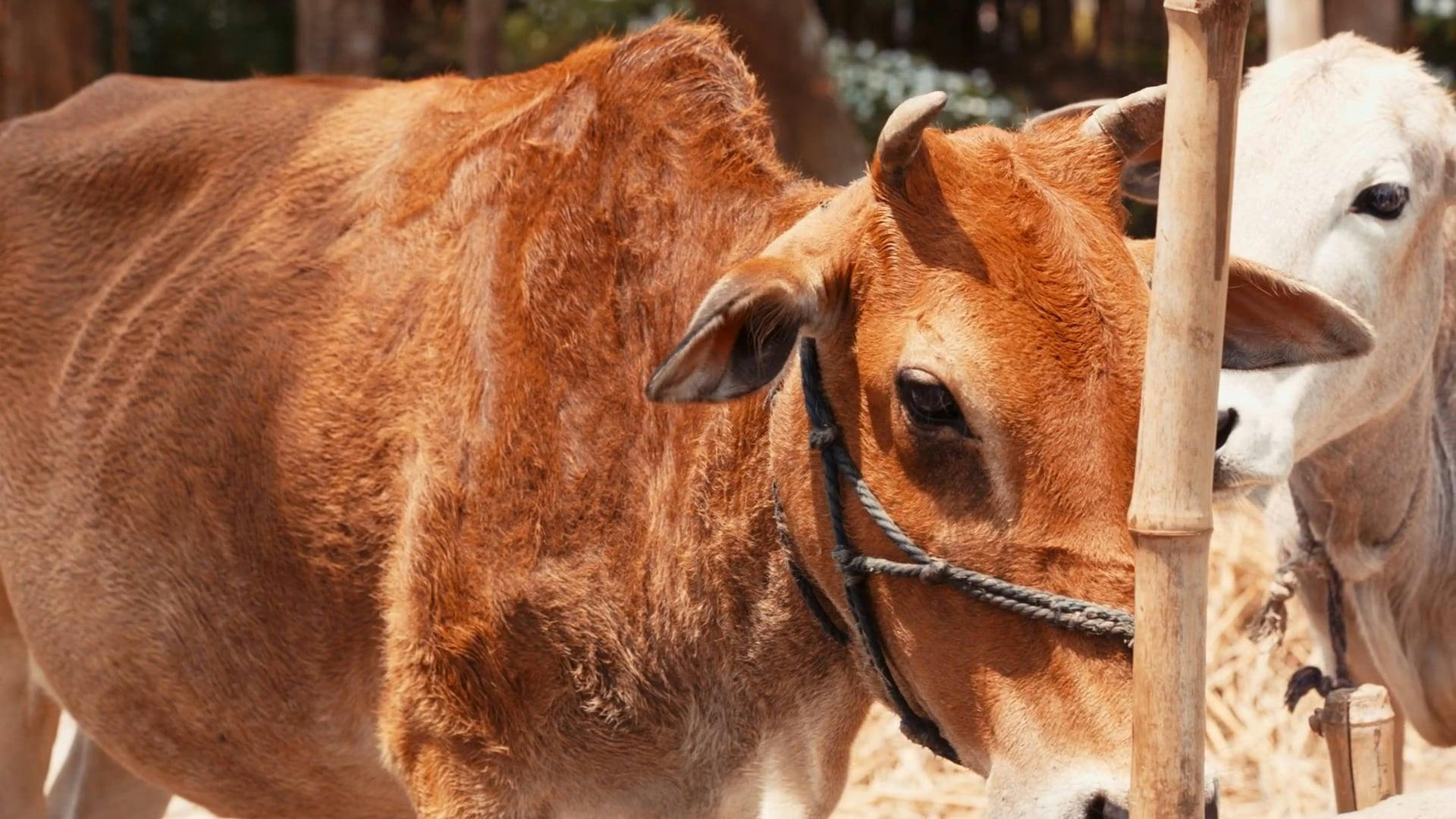 Video stok gratis tentang adegan pertanian, agrikultura, berkuku ...