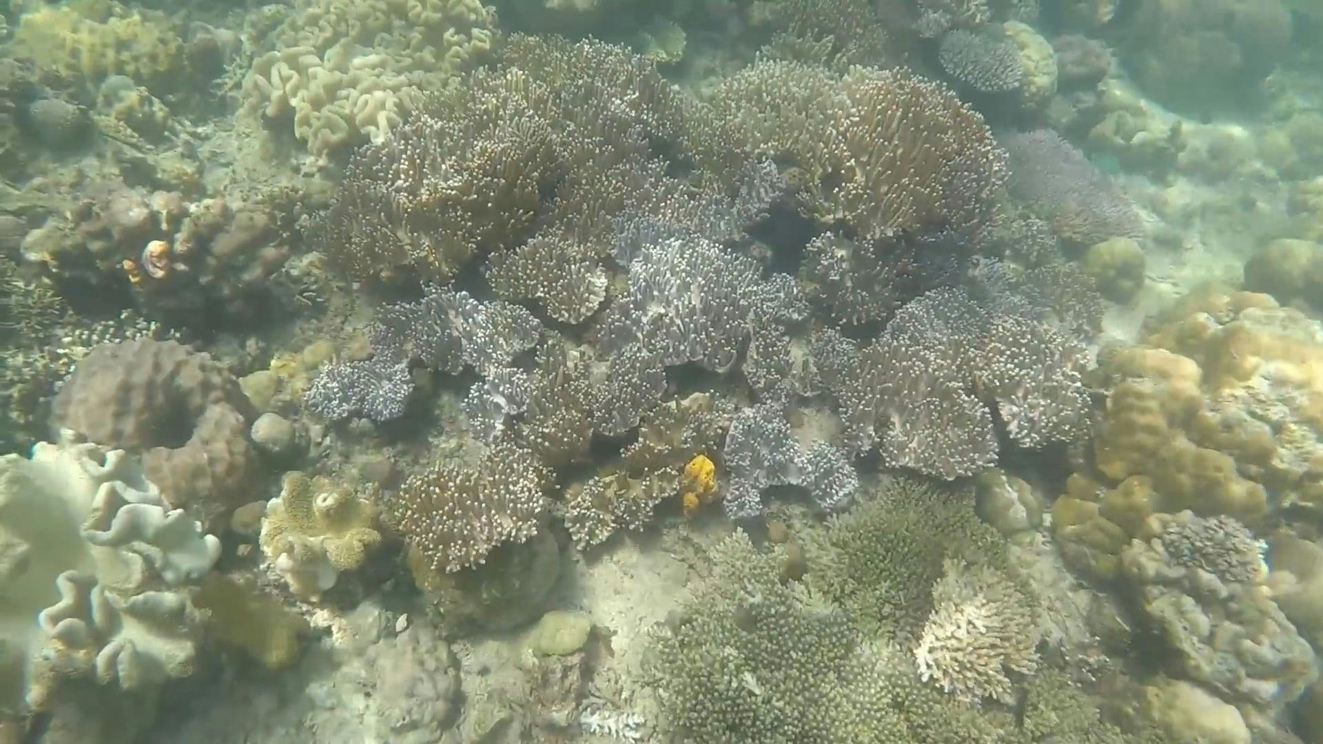 Atlantic Reef Videos, Download The BEST Free 4k Stock Video Footage ...