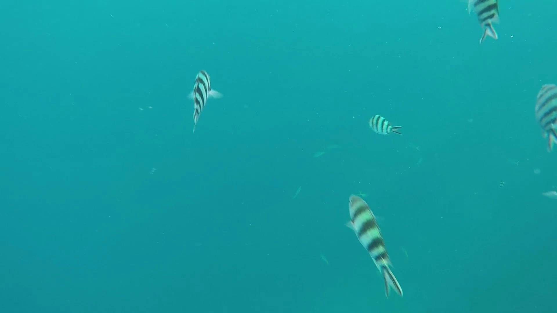 Ocean Fish Videos, Download The BEST Free 4k Stock Video Footage ...