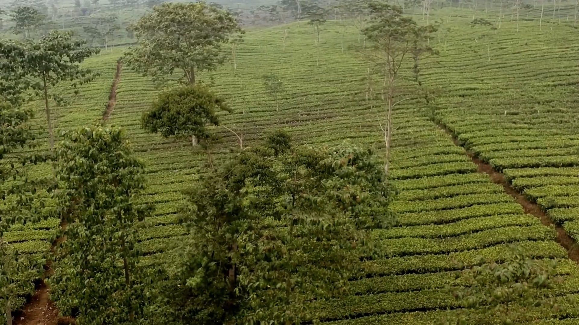Video stok gratis tentang agrikultura, agronomi, alam, bidang, botani ...