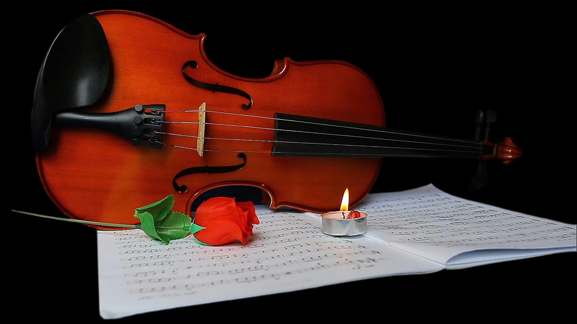 Rose Note Videos, Download The BEST Free 4k Stock Video Footage & Rose ...