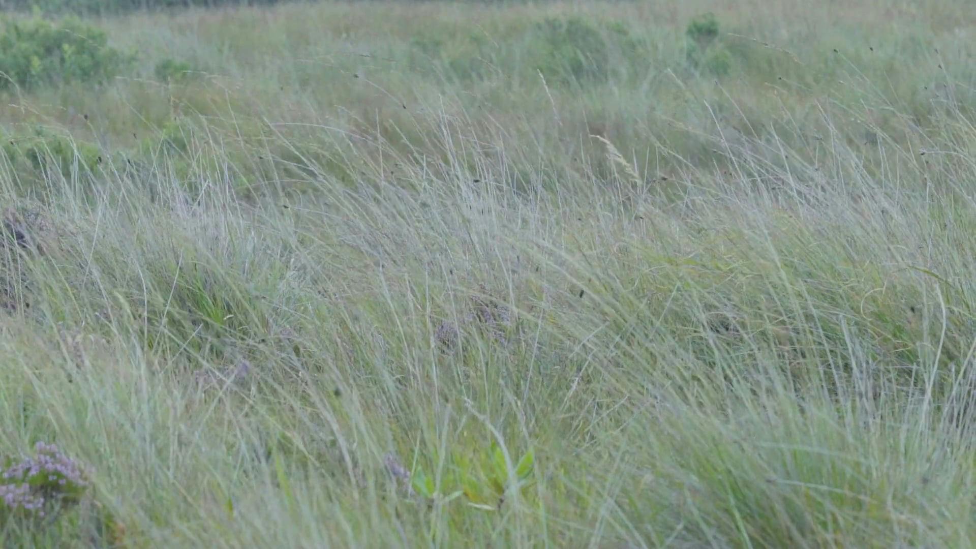 Tall Grasses Dancing in the Wind Free Stock Video Footage, Royalty-Free ...