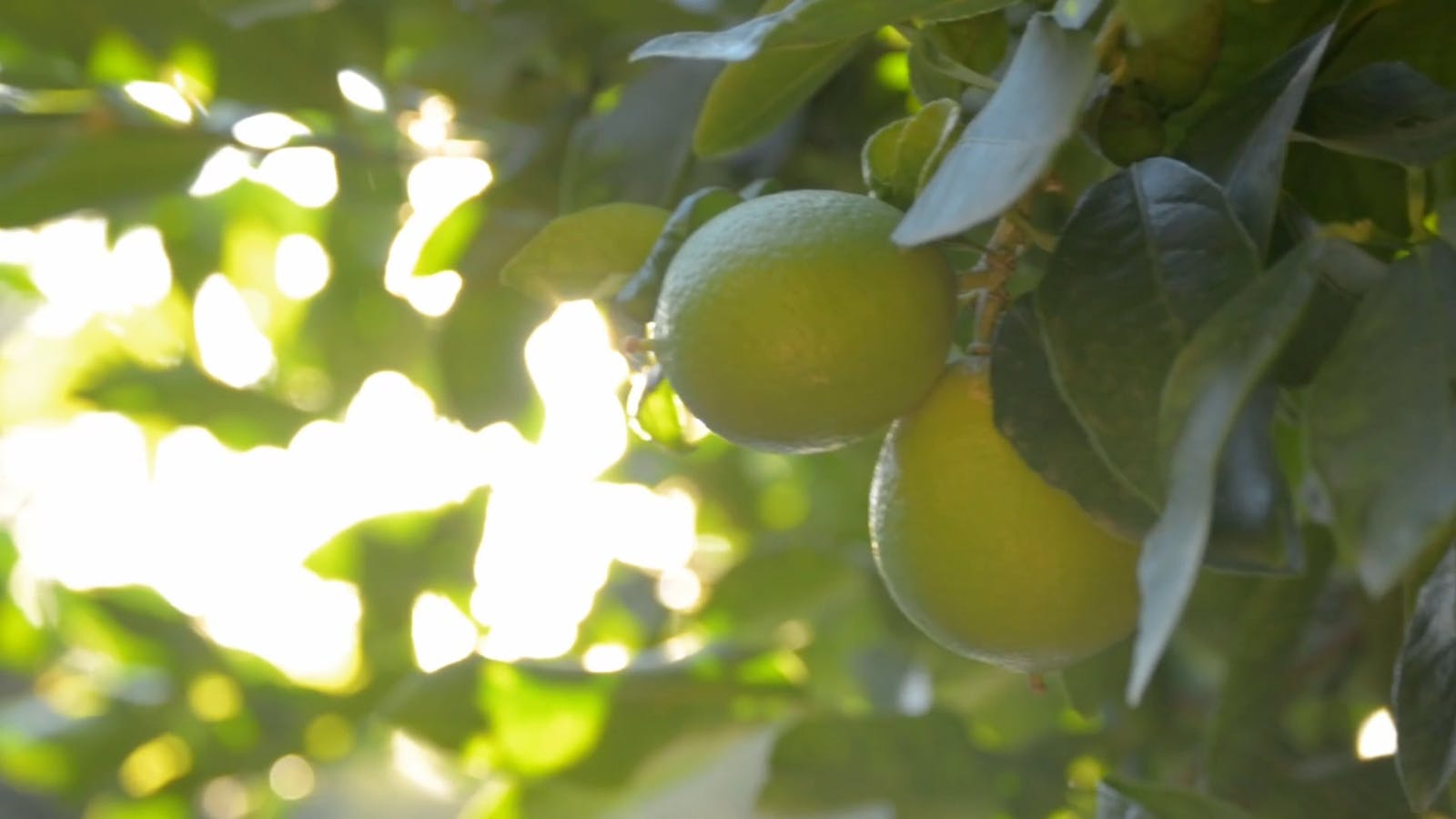 Lemon Tree Videos, Download The BEST Free 4k Stock Video Footage ...