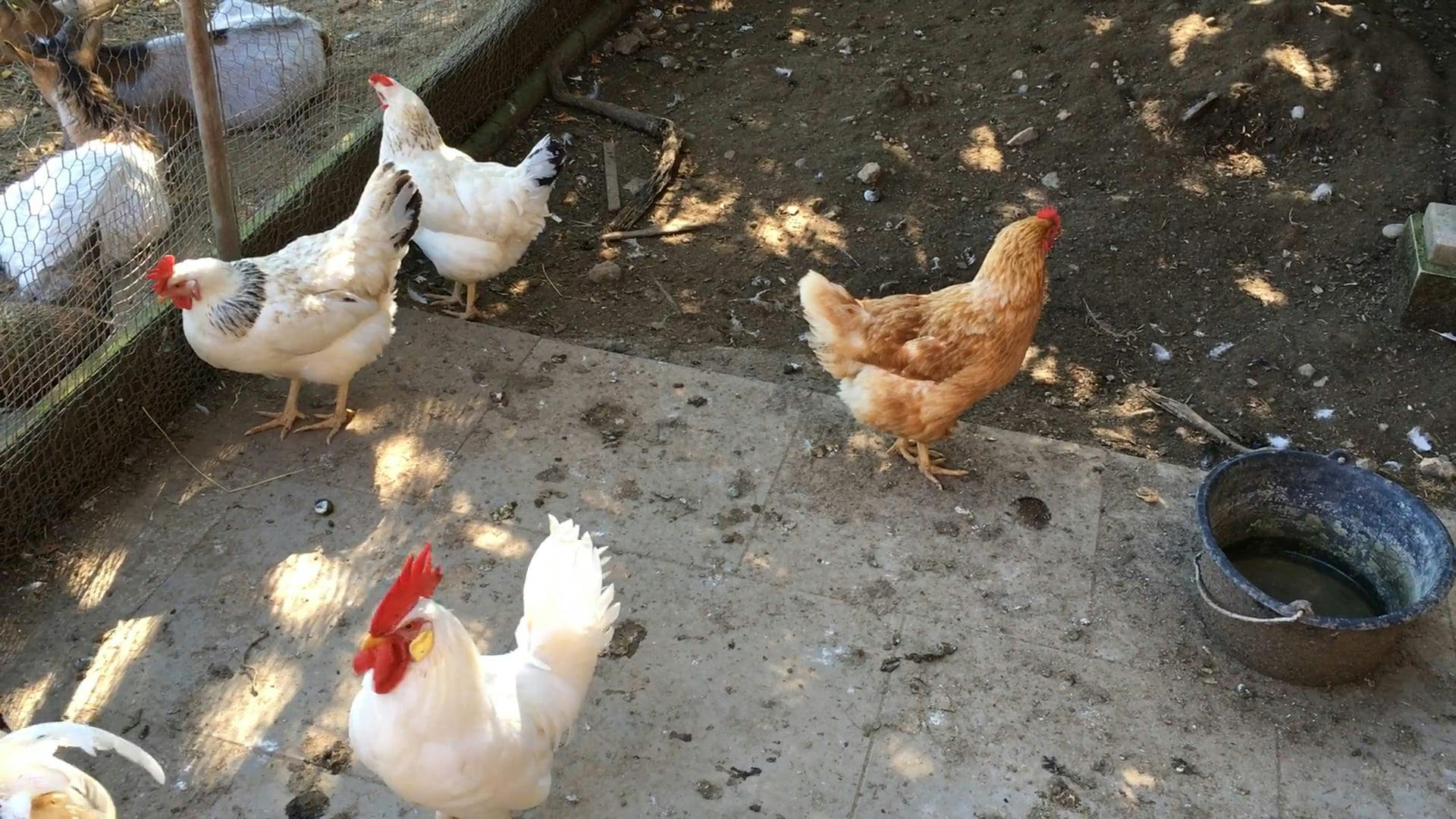 Pet Chicken Videos, Download The BEST Free 4k Stock Video Footage & Pet ...