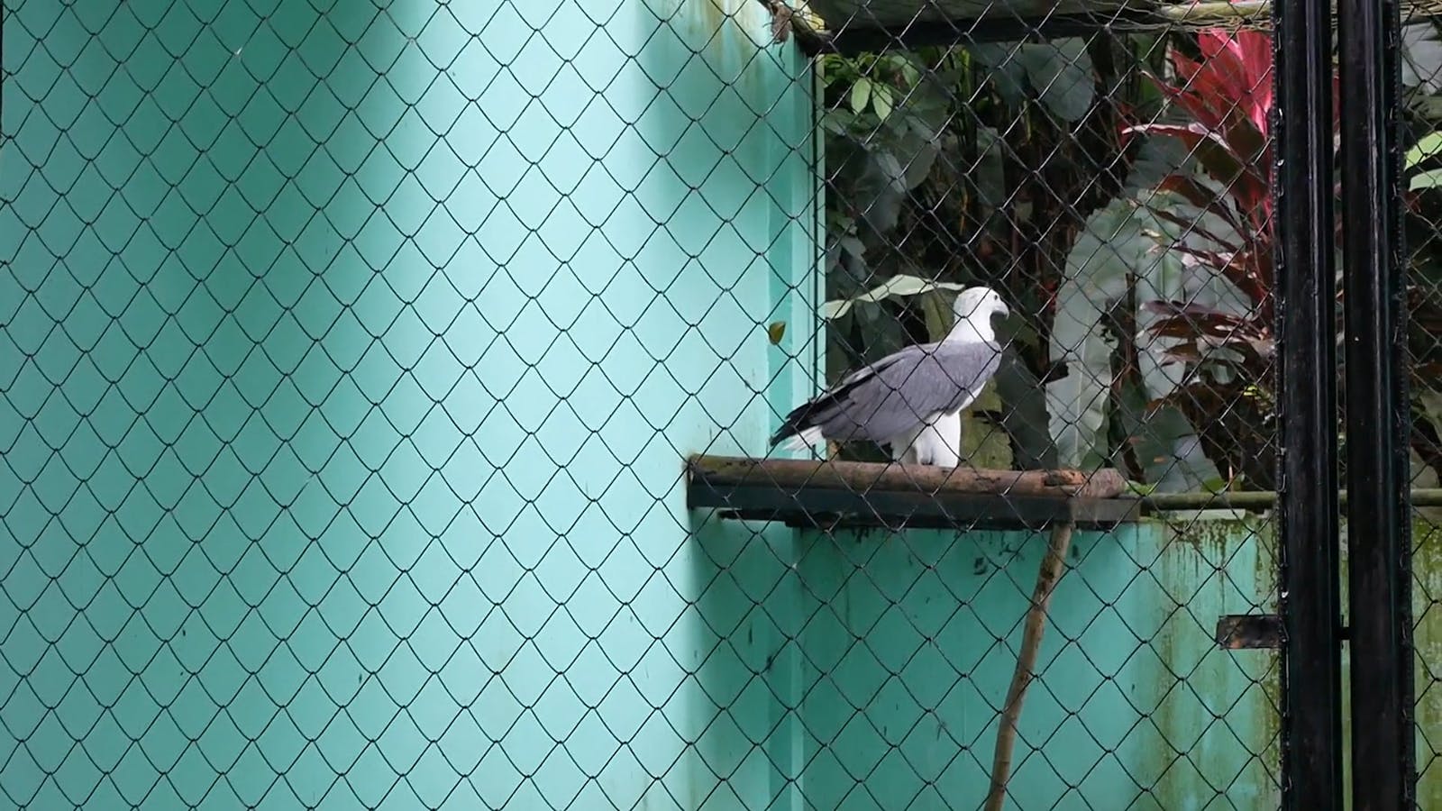 Eagle Fly Videos, Download The BEST Free 4k Stock Video Footage & Eagle ...