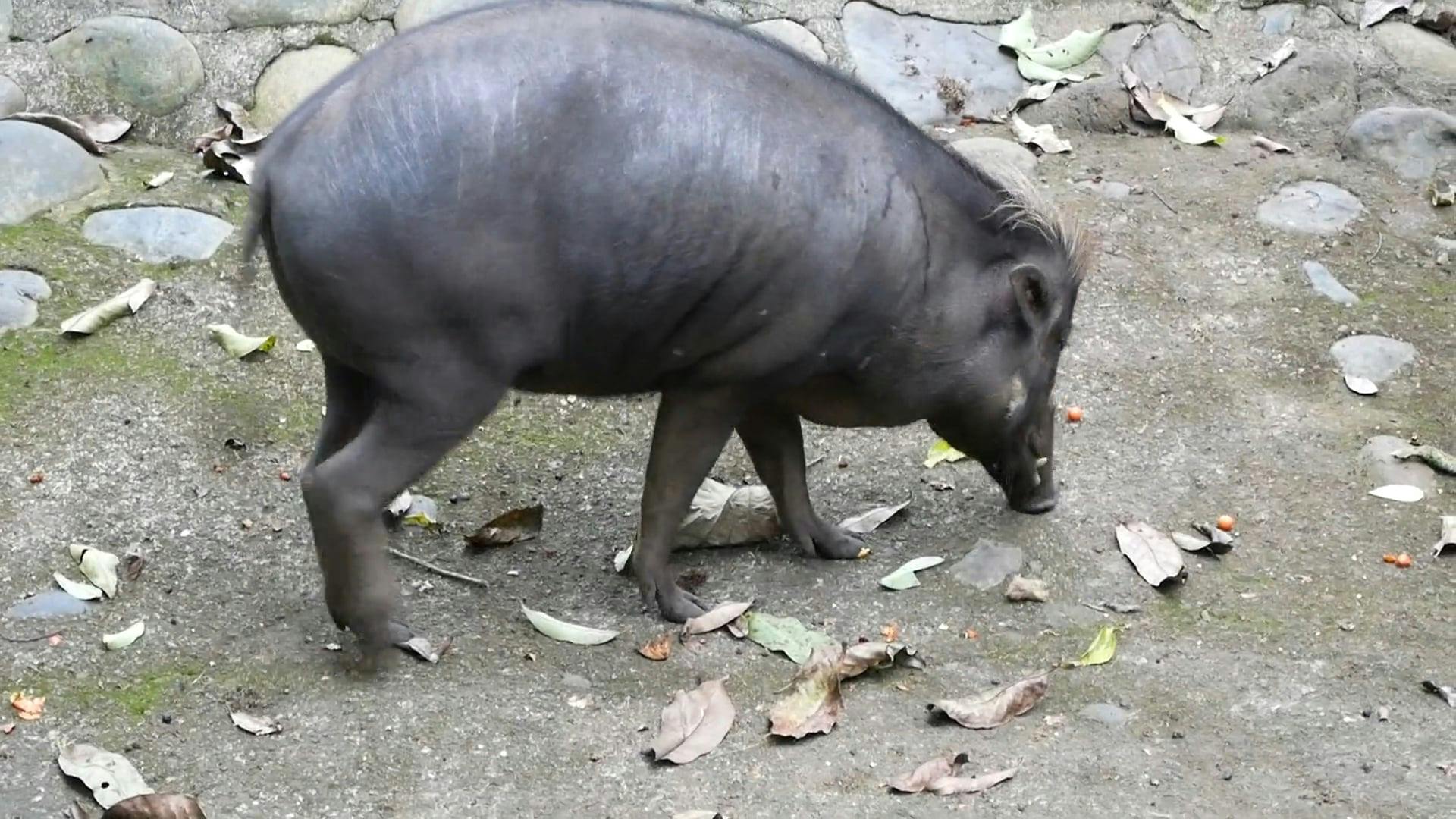 A Wild Boar Sniffing in Search for Food Free Stock Video Footage ...