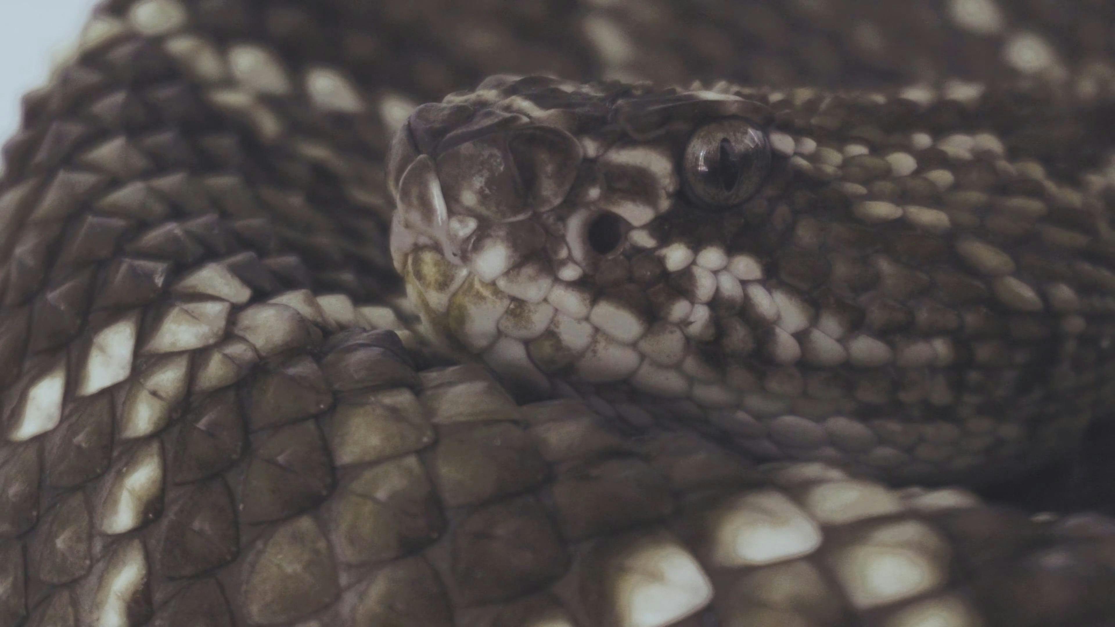 Close-up Video of a Snake · Free Stock Video
