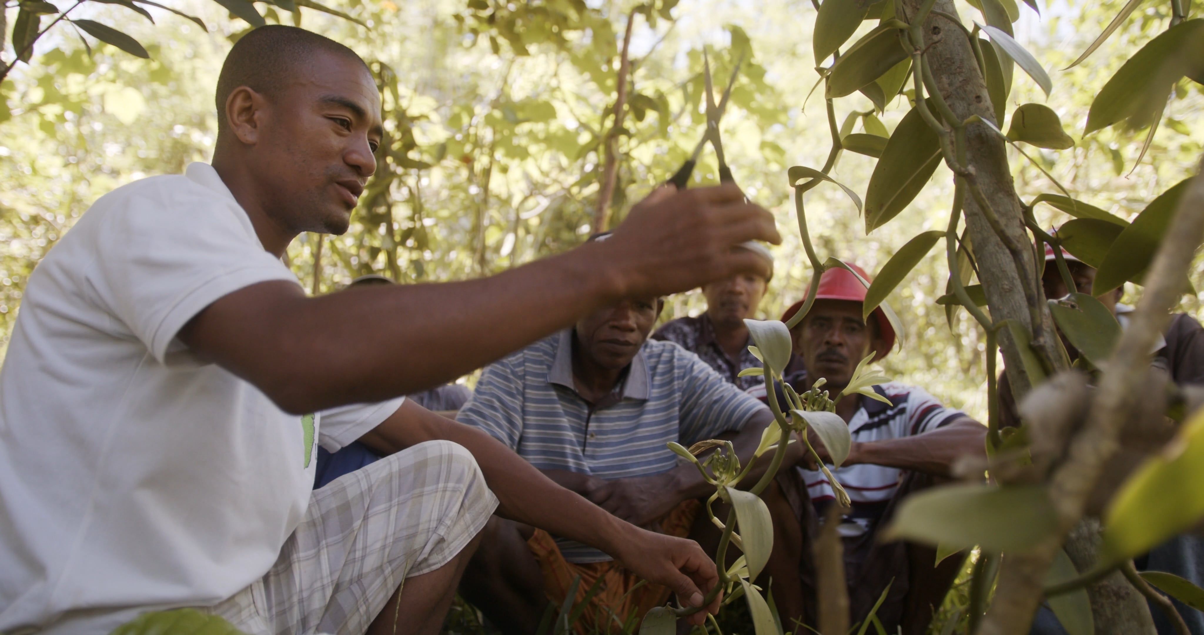 A Man Teaching Farmers New Farming Method Free Stock Video Footage ...
