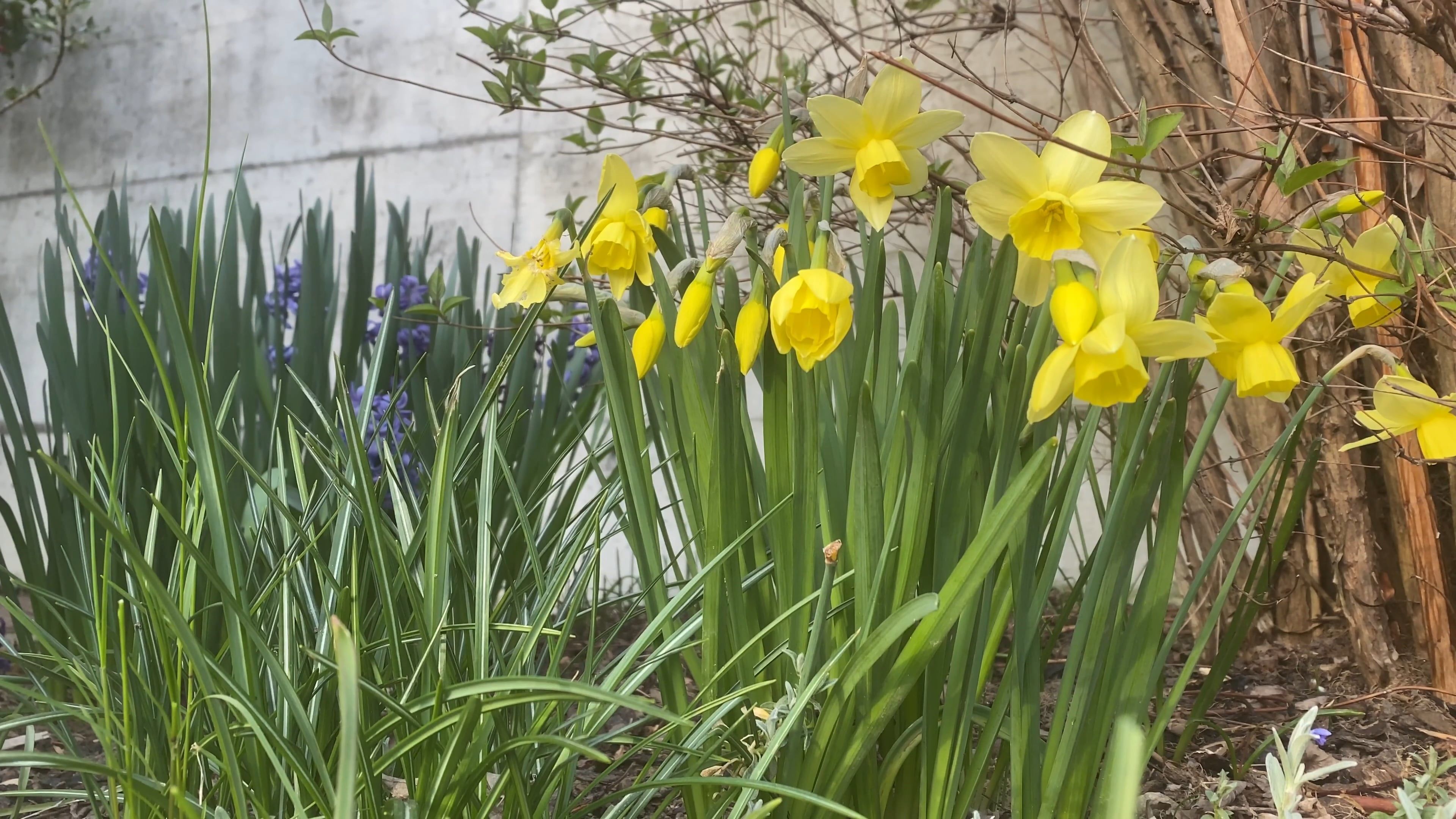 Yellow Ground Flowers Videos, Download The BEST Free 4k Stock Video ...