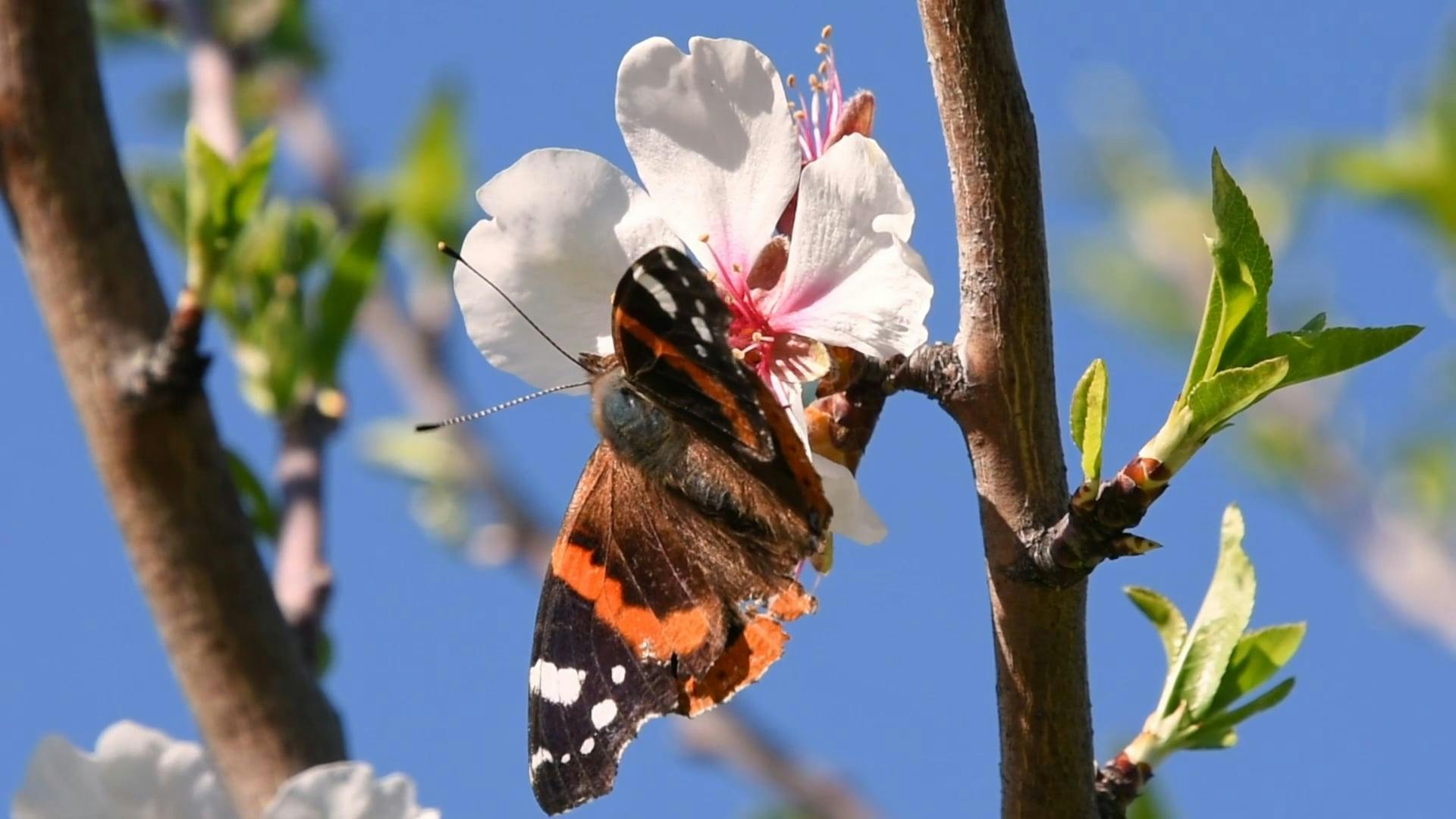 Butterfly In Spring Videos, Download The BEST Free 4k Stock Video ...
