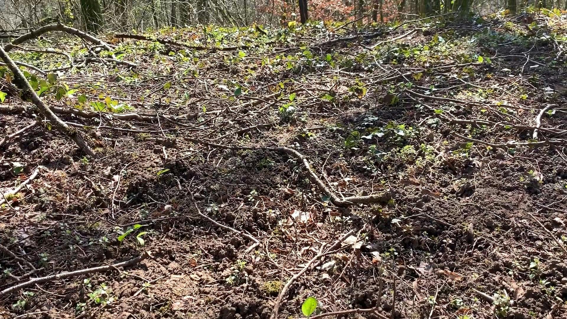 Snow Fall From Above Covering The Forest Ground Free Stock Video ...