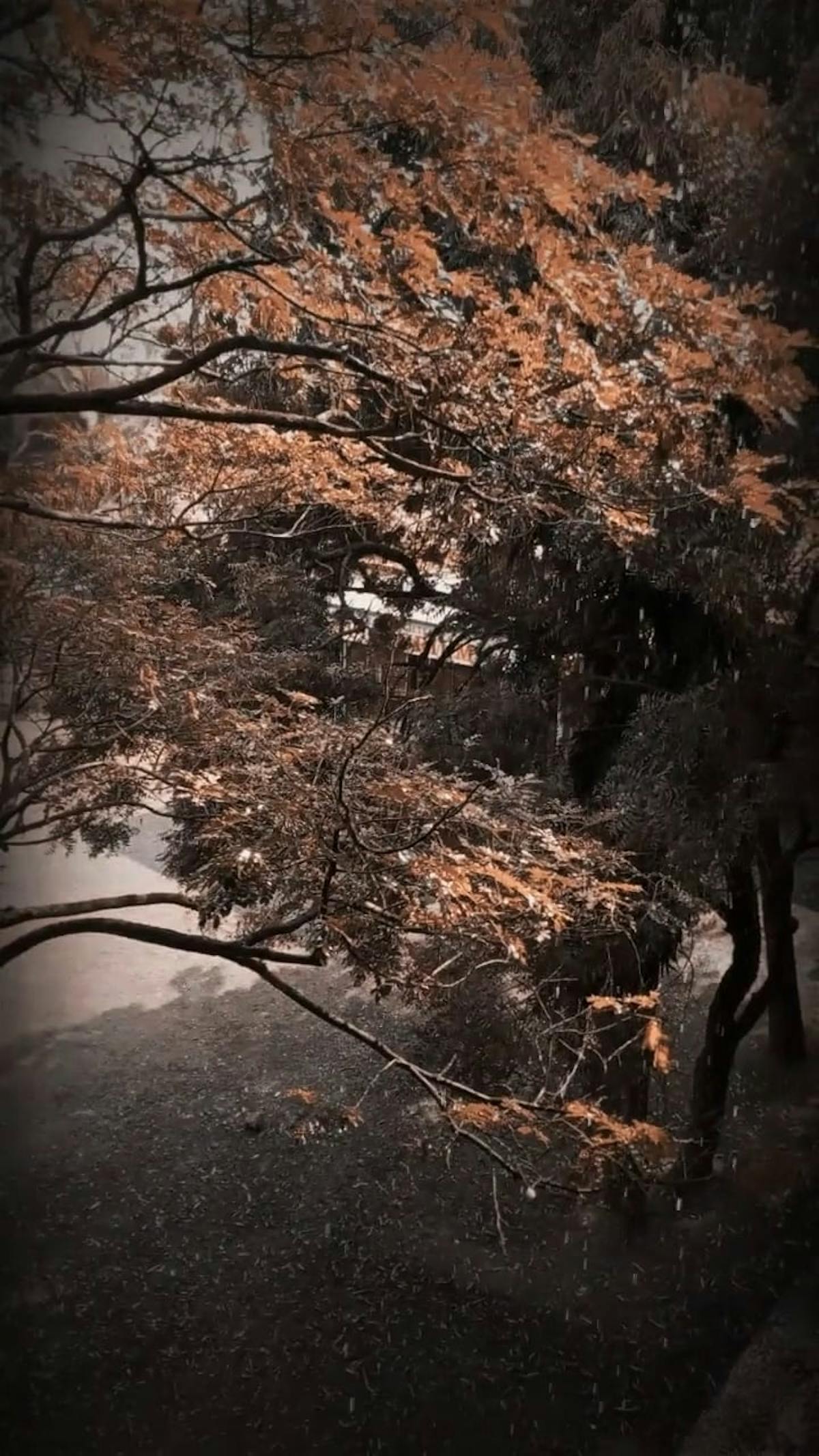 Rain Videos Videos, Download The BEST Free 4k Stock Video Footage ...