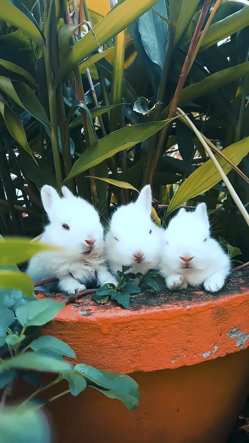 Rabbit Videos, Download The BEST Free 4k Stock Video Footage & Rabbit HD Video Clips