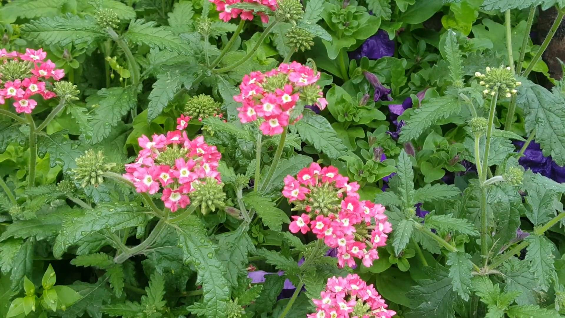 Garden Plants Bearing Full Bloom Flowers · Free Stock Video