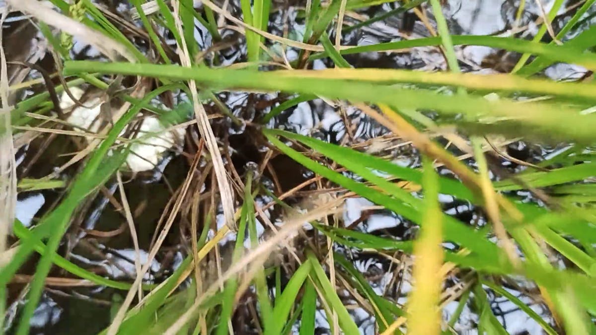 Long Nature Video Videos, Download The BEST Free 4k Stock Video Footage ...