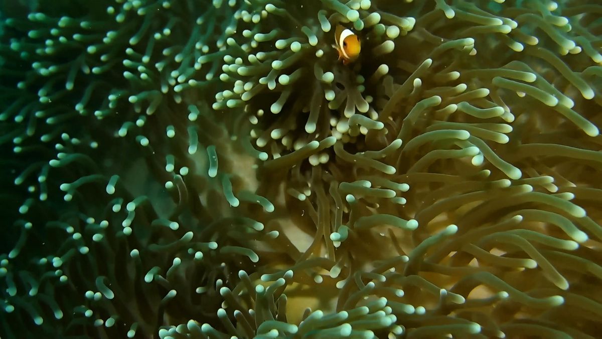 Live Aquarium Desktop Wallpaper Videos, Download The BEST Free 4k Stock ...