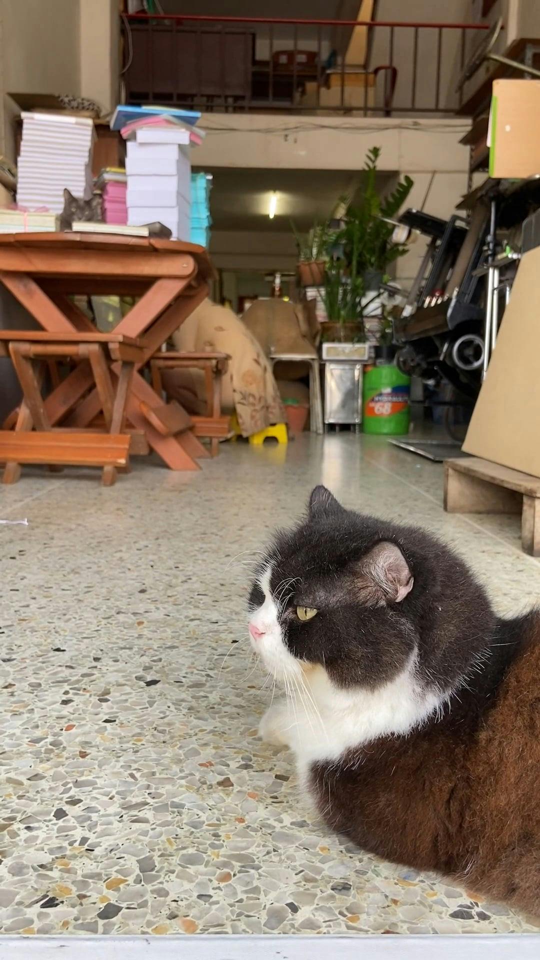 Close-up Footage Of Pet Cats At Rest Free Stock Video Footage, Royalty ...