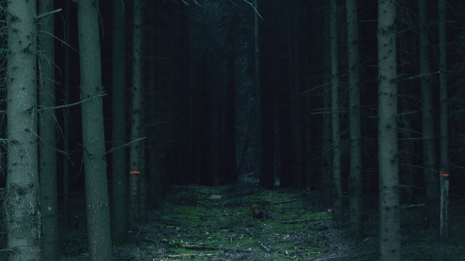 Dark Forest Videos, Download The BEST Free 4k Stock Video Footage ...