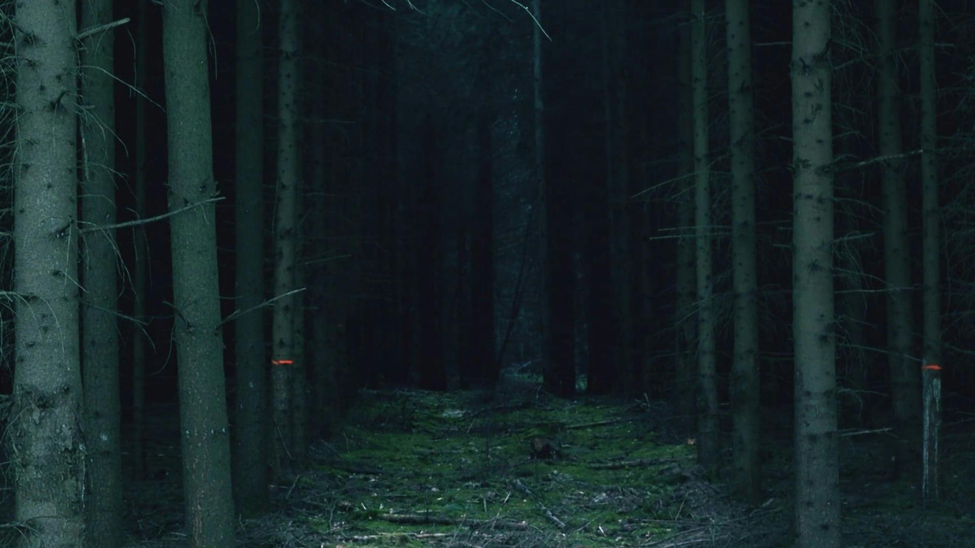 Dark Forest Trail between Tall Trees · Free Stock Video