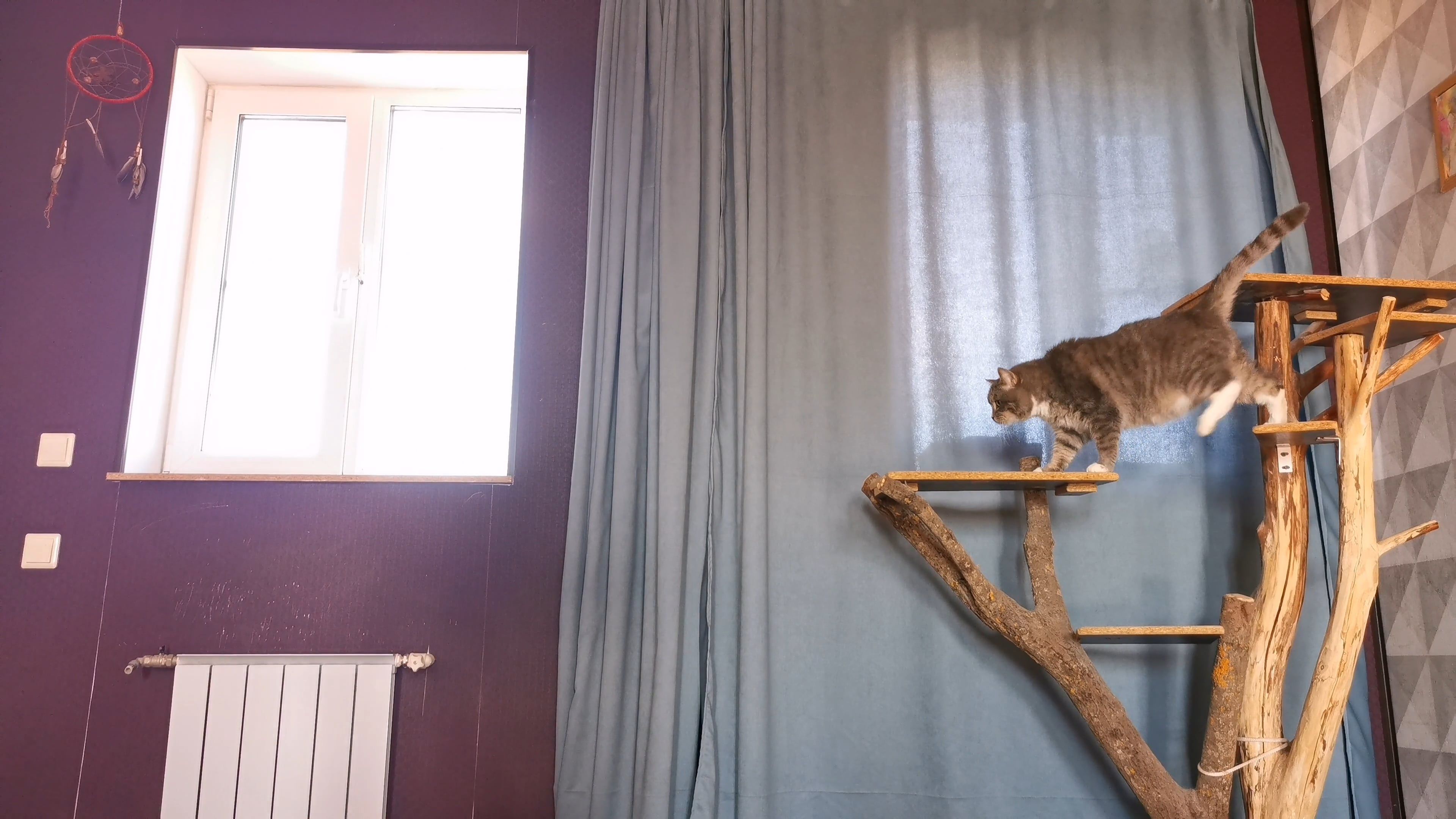 Cat Structure Videos, Download The BEST Free 4k Stock Video Footage ...