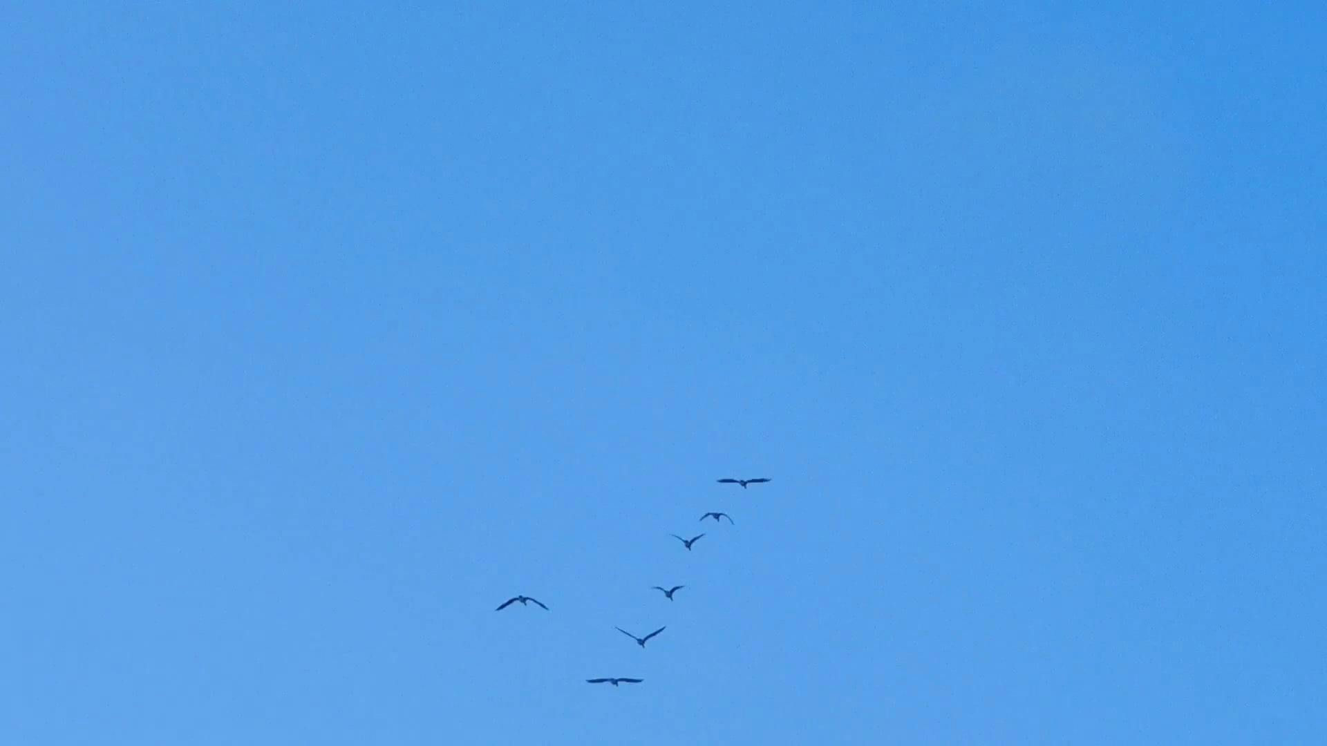 Birds Flying in Slow Motion Free Stock Video Footage, Royalty-Free 4K ...