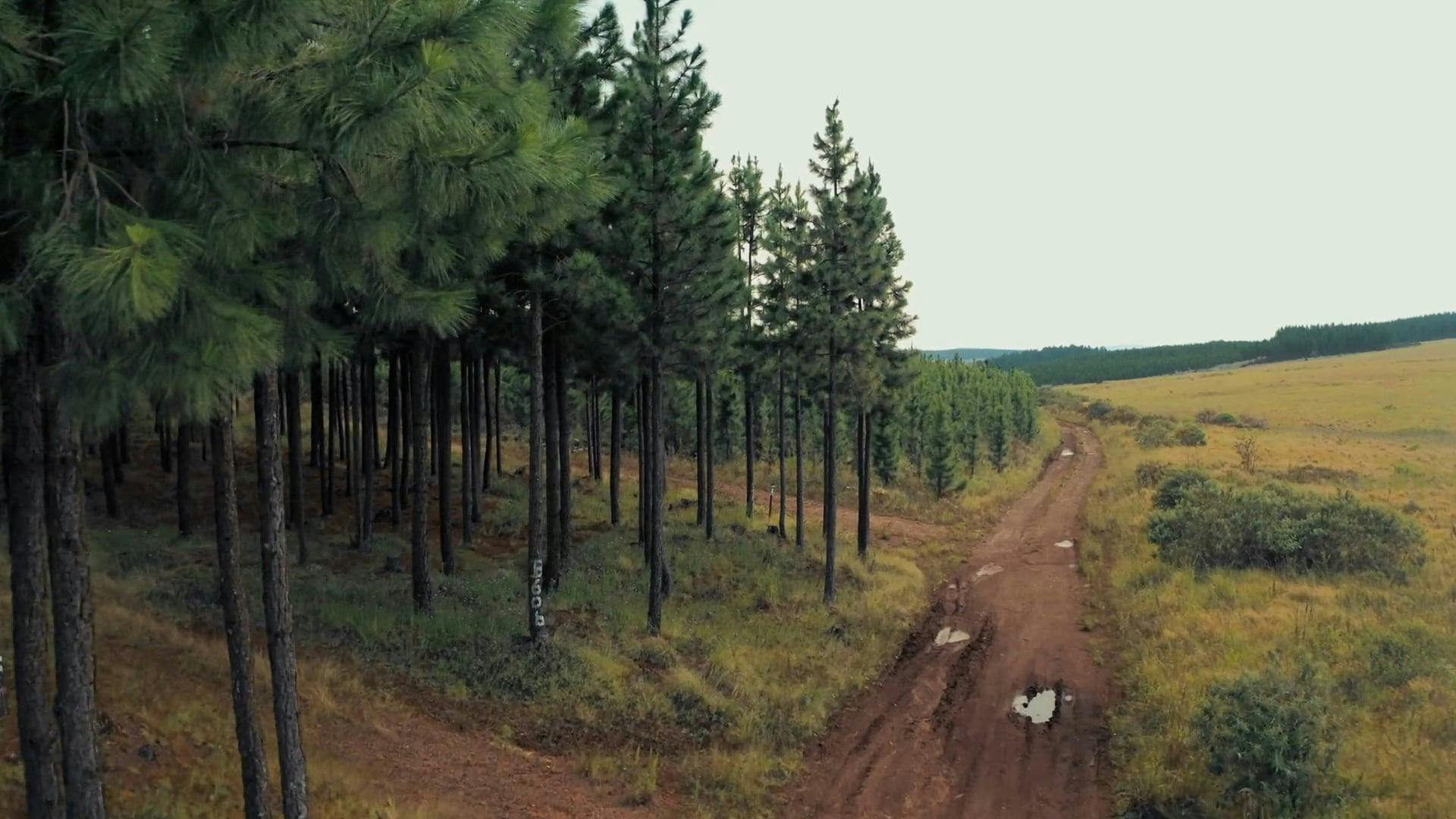 Drone Footage Of Forest · Free Stock Video