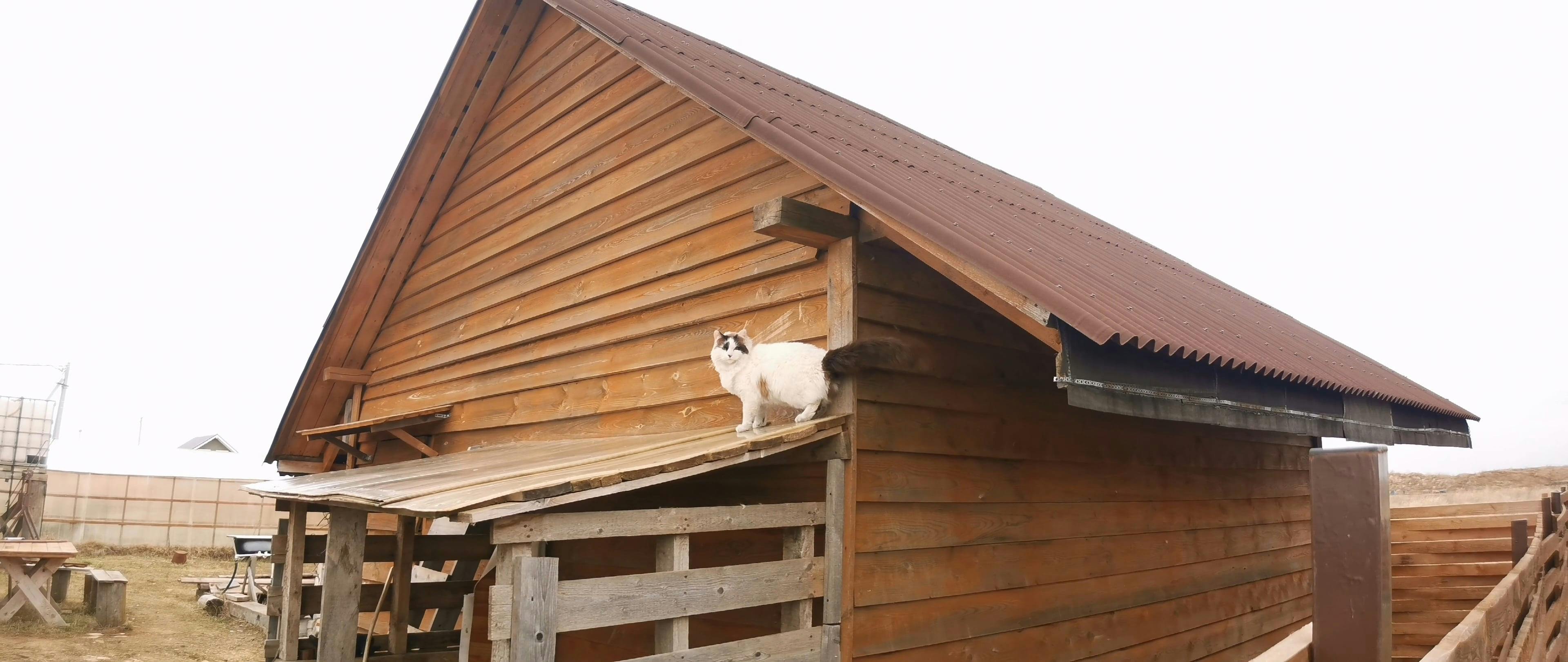 A Cat on the Root · Free Stock Video