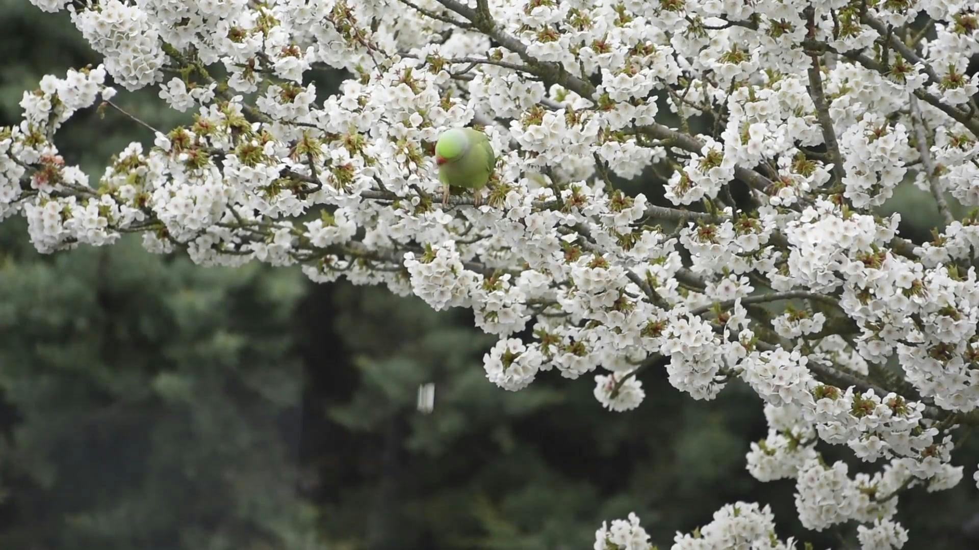 Bird on a White Flower Tree Free Stock Video Footage, Royalty-Free 4K ...