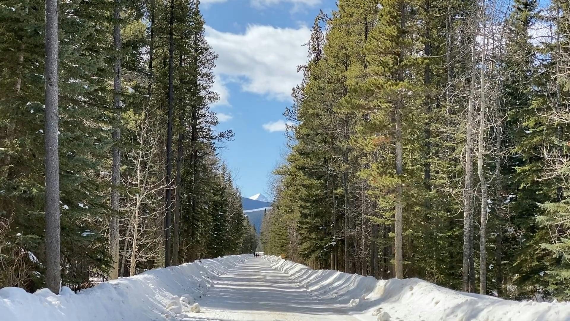 Revolving Shot of the Forest Free Stock Video Footage, Royalty-Free 4K ...