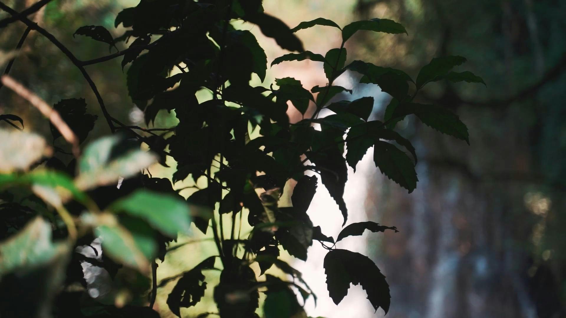 Live Forest Forest Background Videos, Download The BEST Free 4k Stock ...