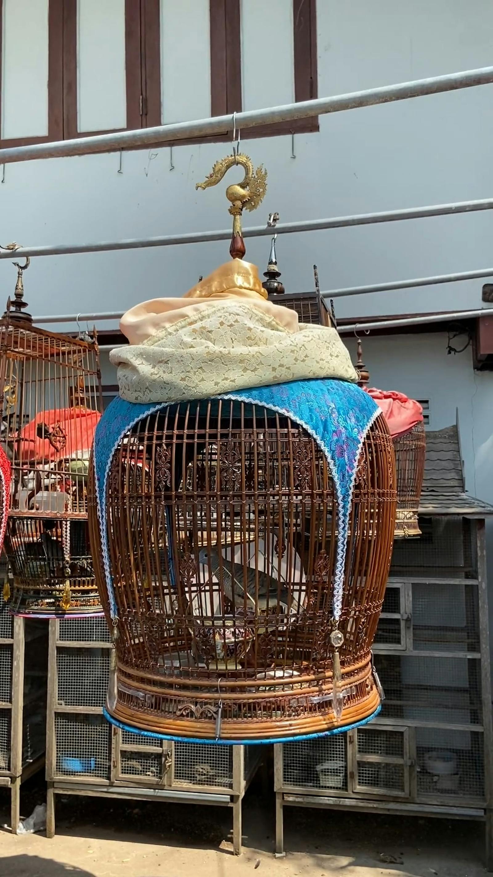 Les Cages Videos, Download The BEST Free 4k Stock Video Footage & Les ...