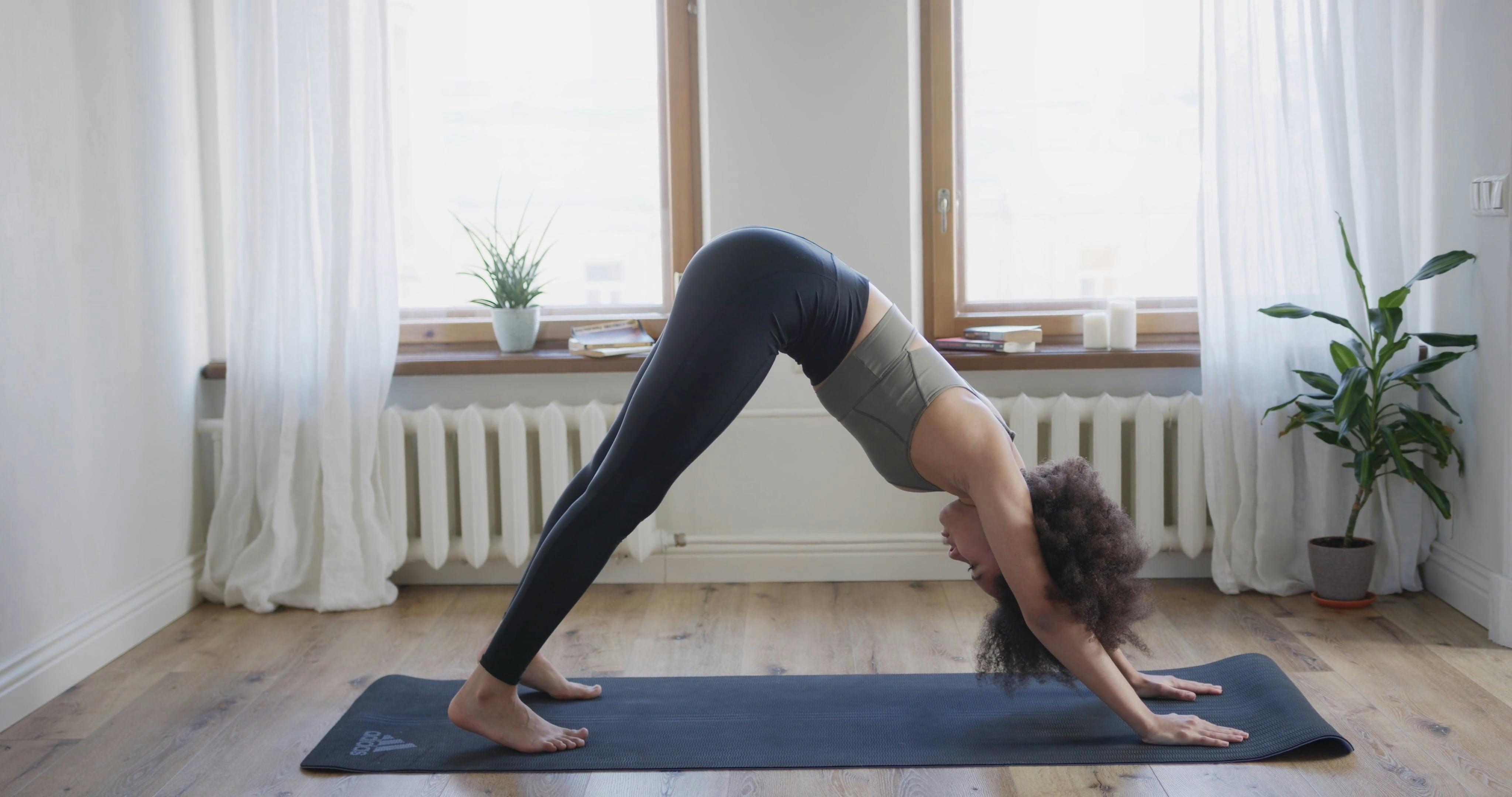 Los mejores 8000+ vídeos de Perro Respirando · Banco de Imágenes Gratis ...