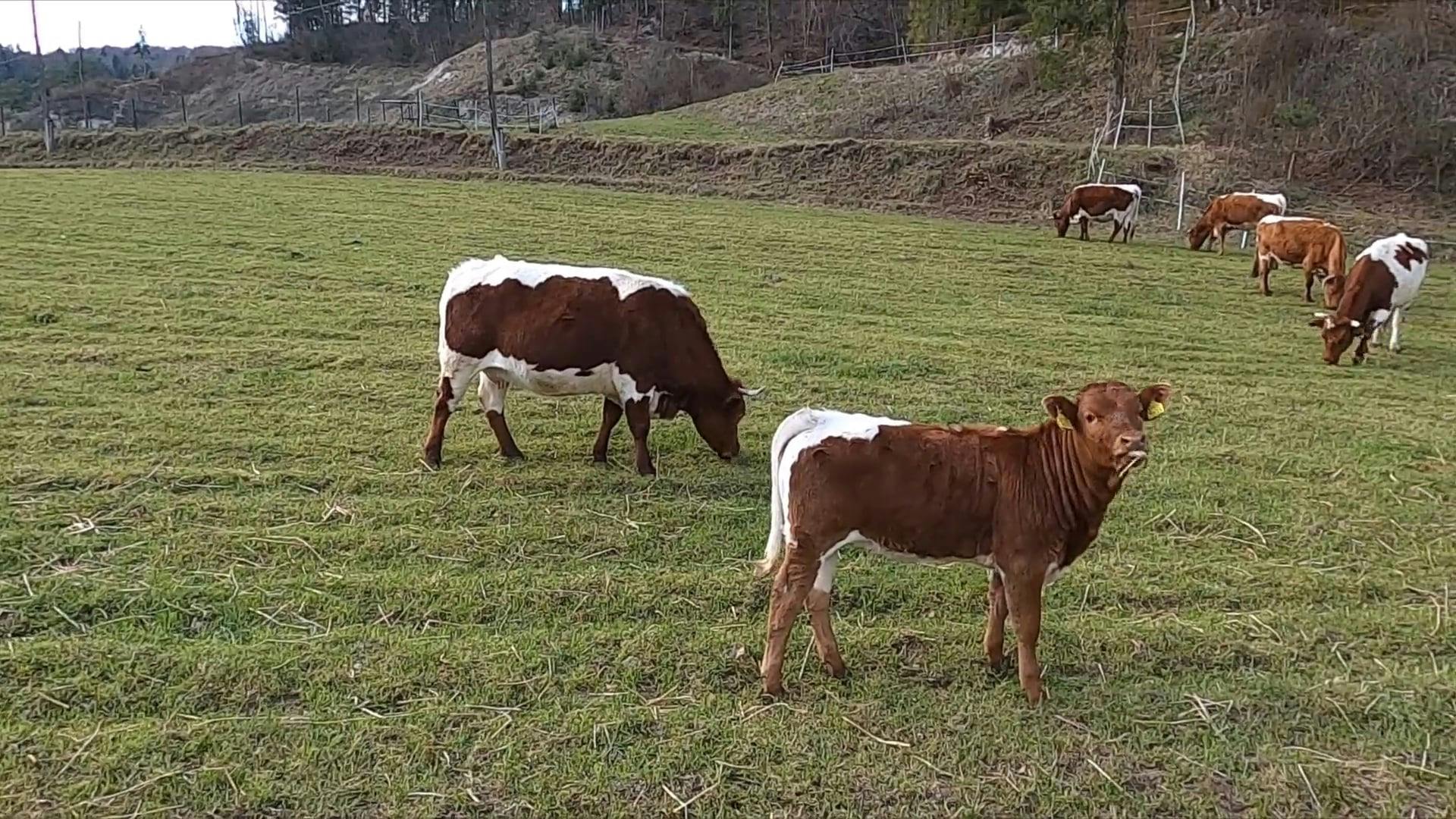 Cows Licking Each Other Affectionately · Free Stock Video