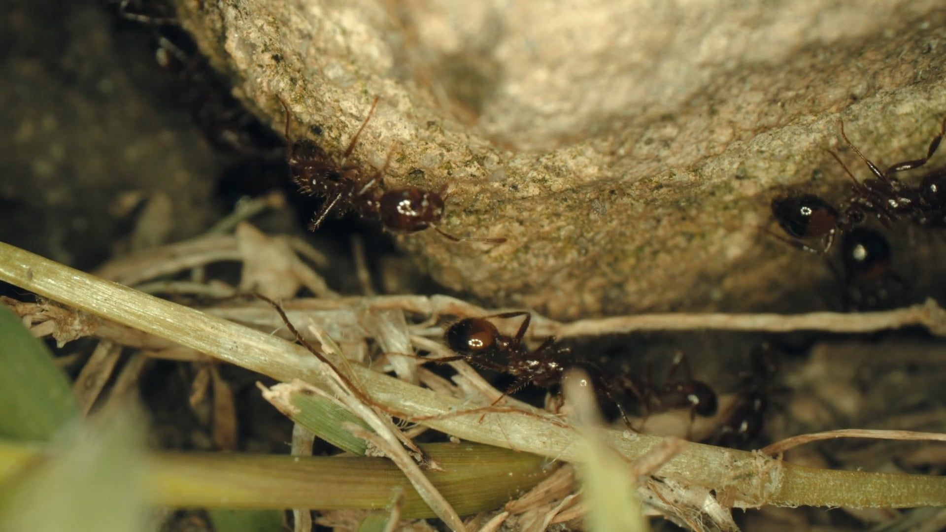 Carpenter Ants Crawling On A Rock In The Ground · Free Stock Video